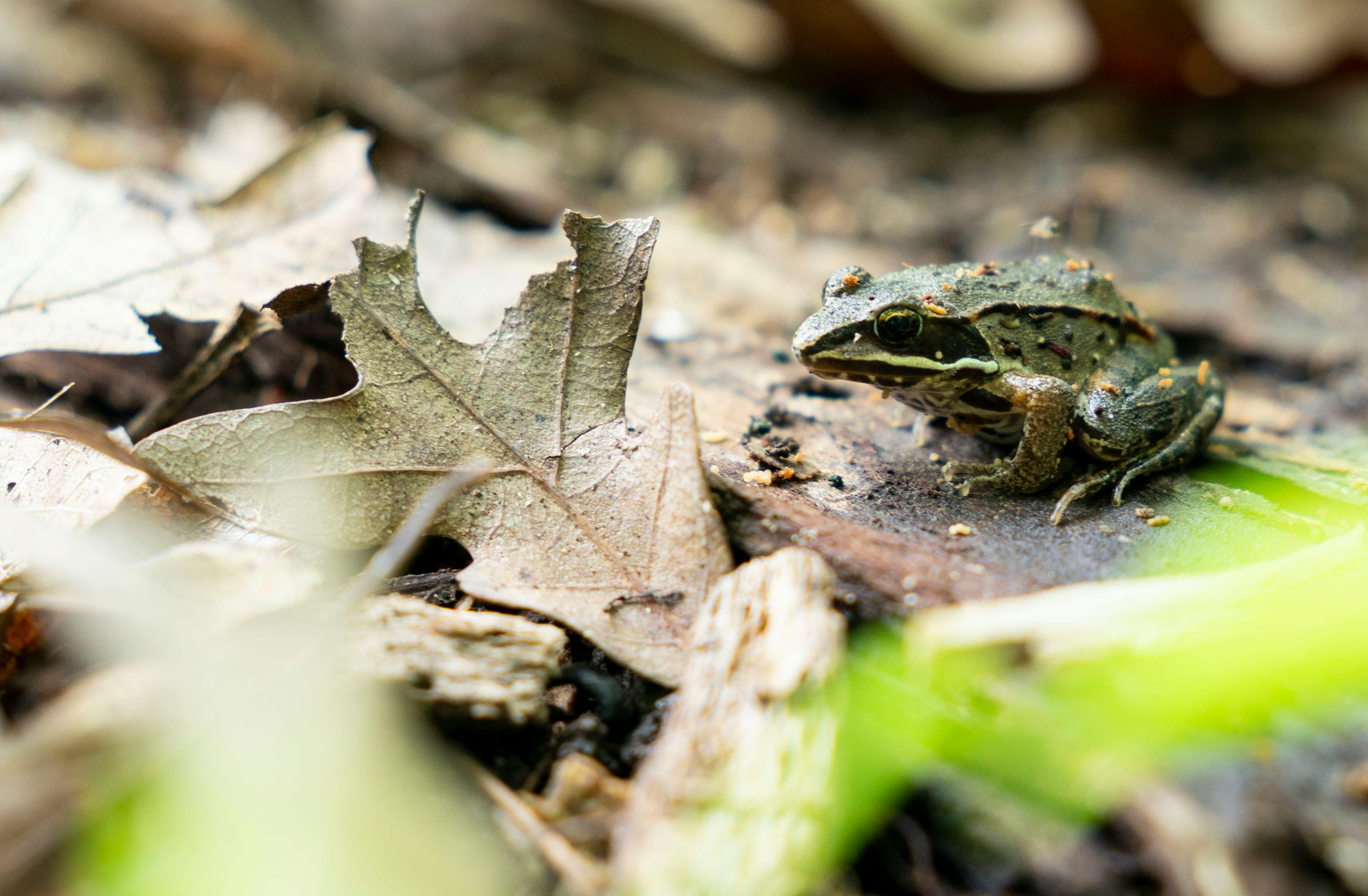 Frogsicles: Frozen wood frogs thaw for spring in Minnesota