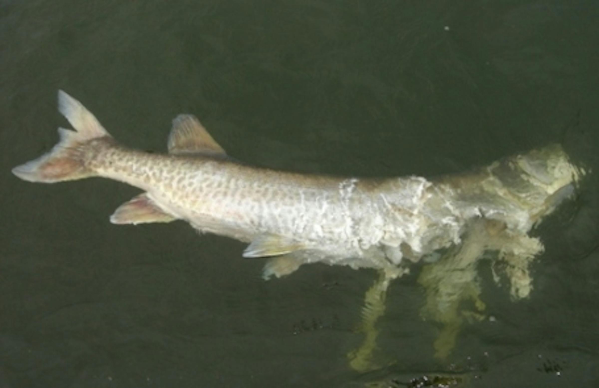 Hot Water & Dead Muskies