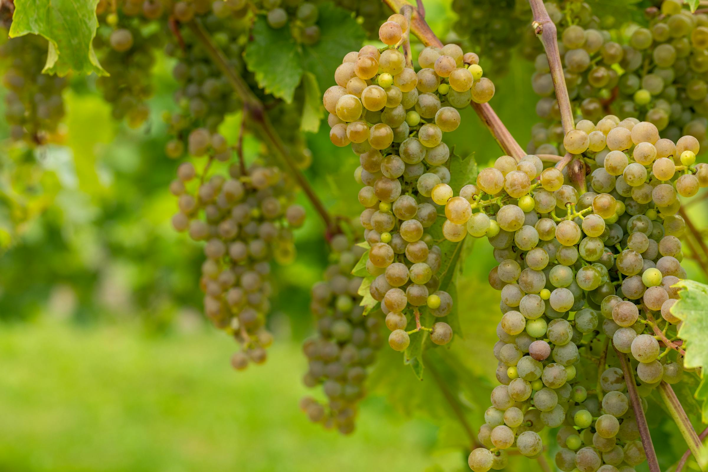 U's new grape can withstand cold winters — though maybe not Minnesota cold