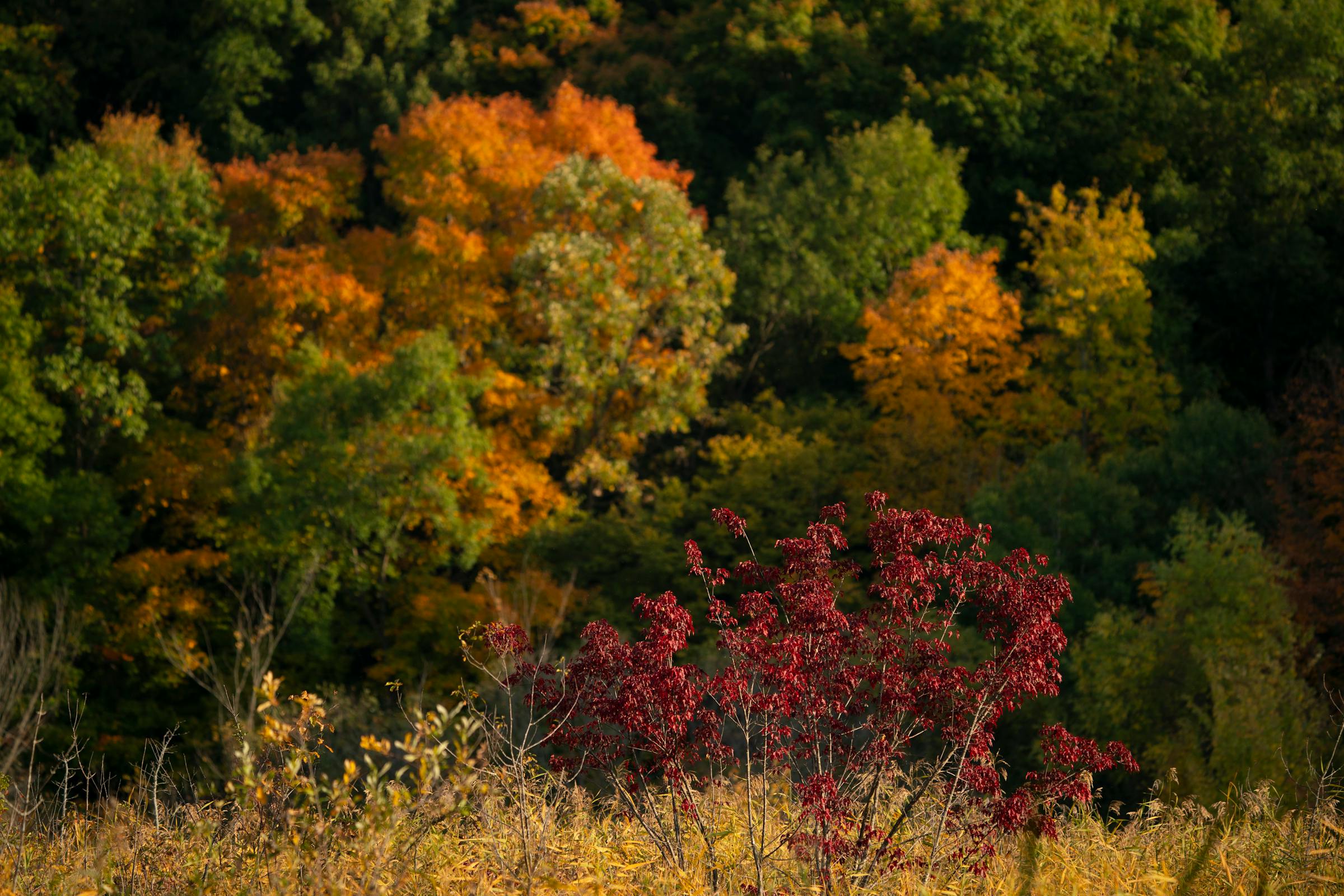 Where to see fall color and autumn leaves in the Midwest