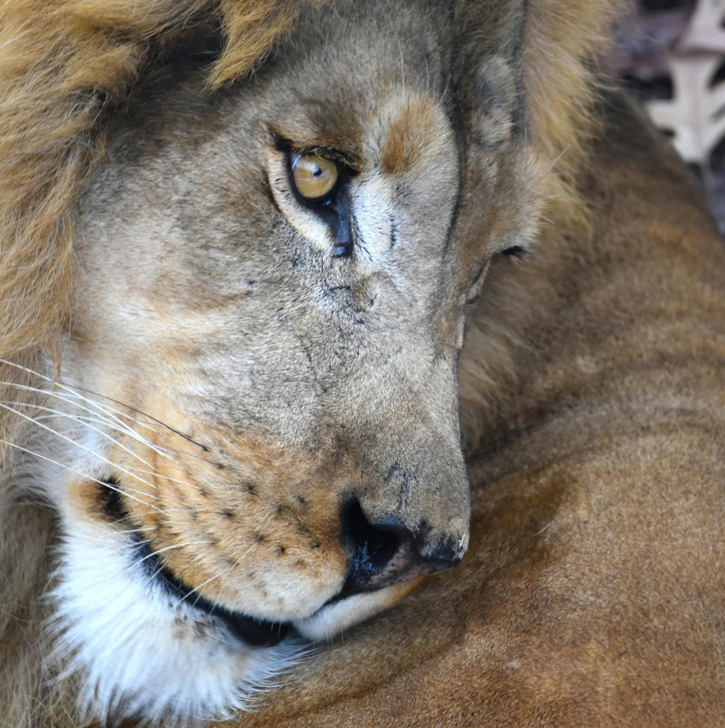 Como Zoo lion placed in hospice due to tumor