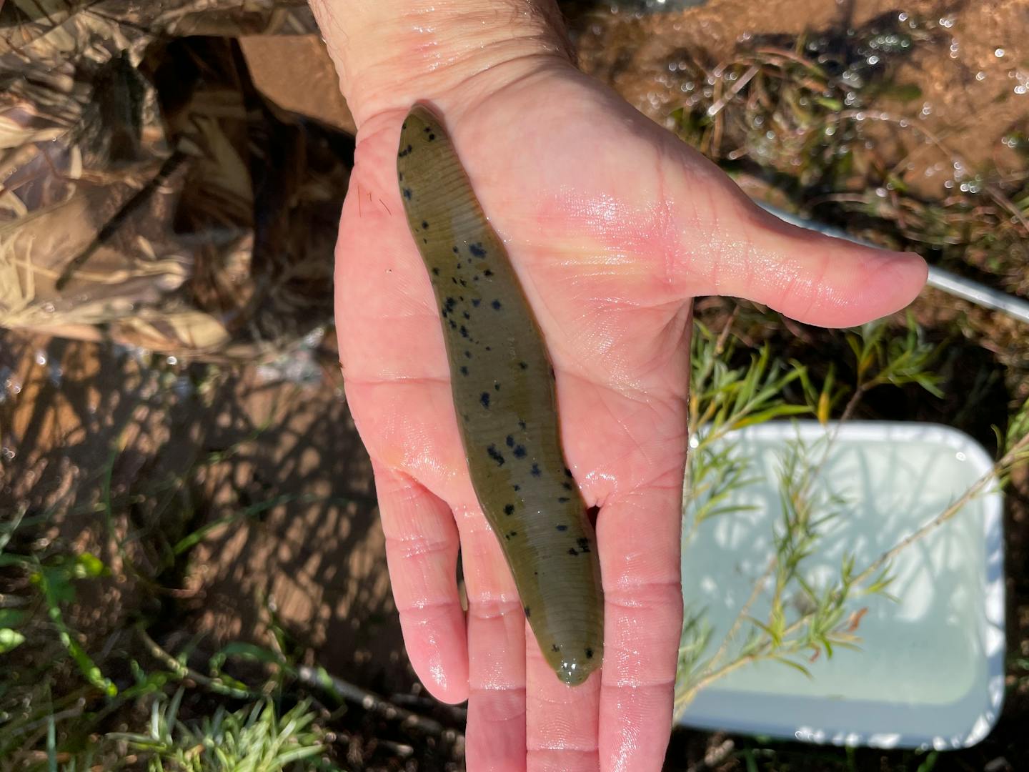 What happened to the leeches in Leech Lake?