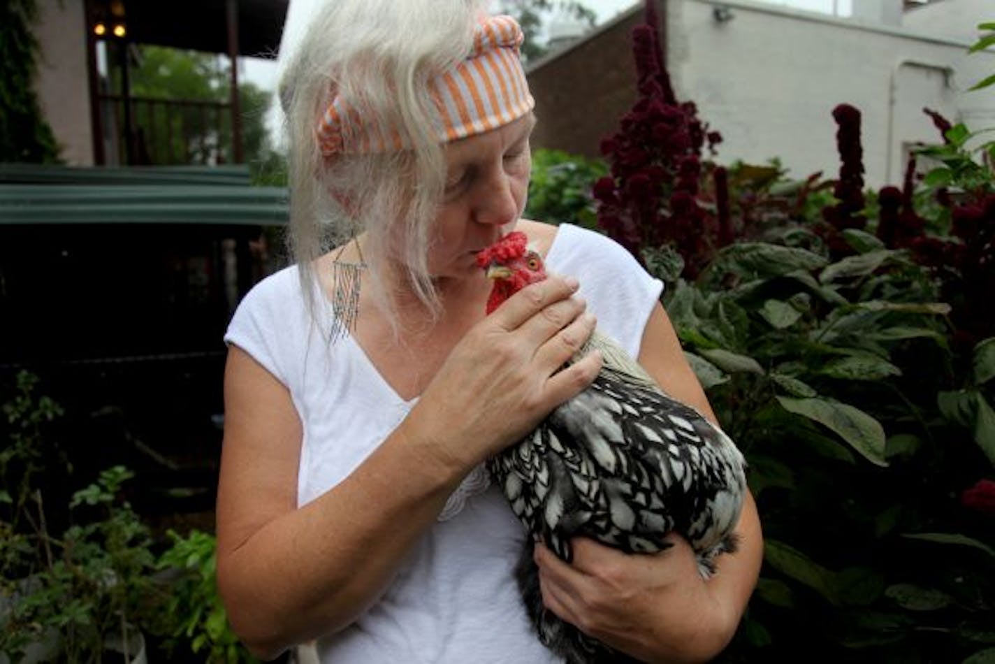 Chickens feed controversy in the suburbs