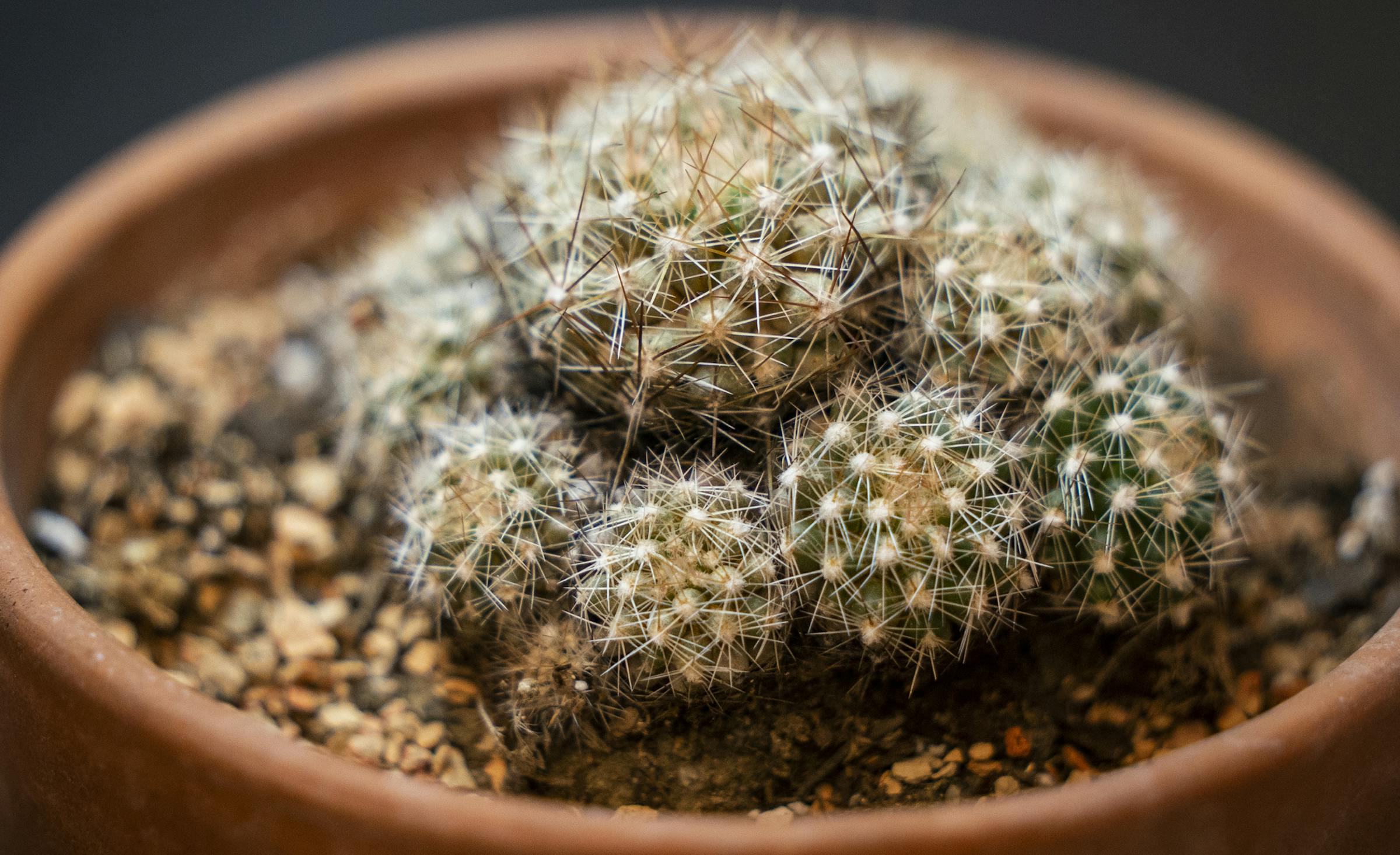 Rare and threatened Minnesota cactus species could be saved with ...