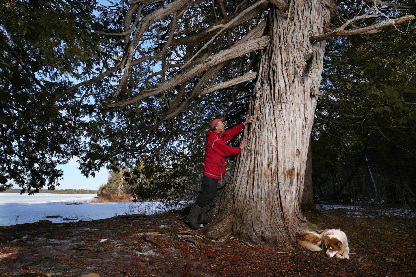 This is one of Minnesota's oldest trees. Climate change could kill it.