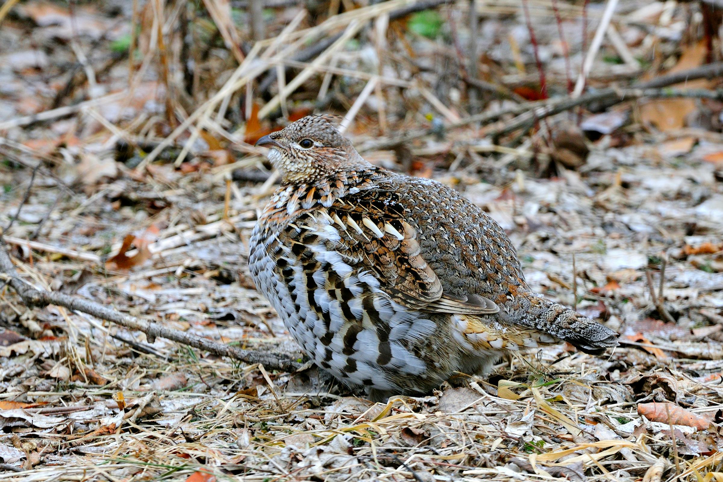 DNR sizing up habitat, populations in advance of grouse season