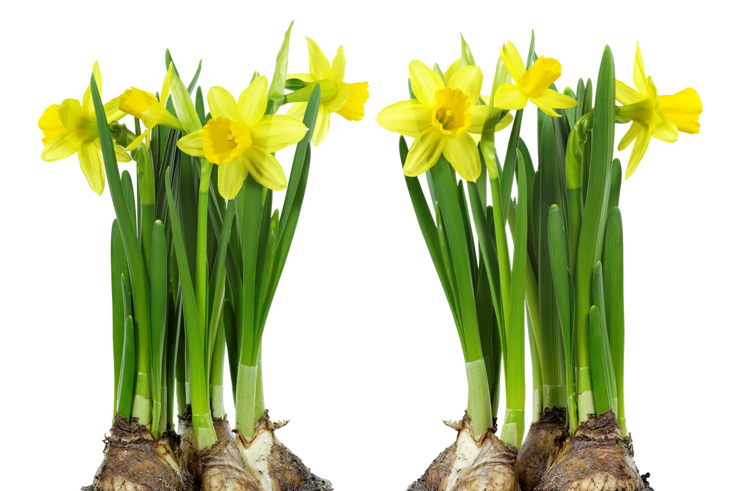 Daffodils star in upcoming flower show
