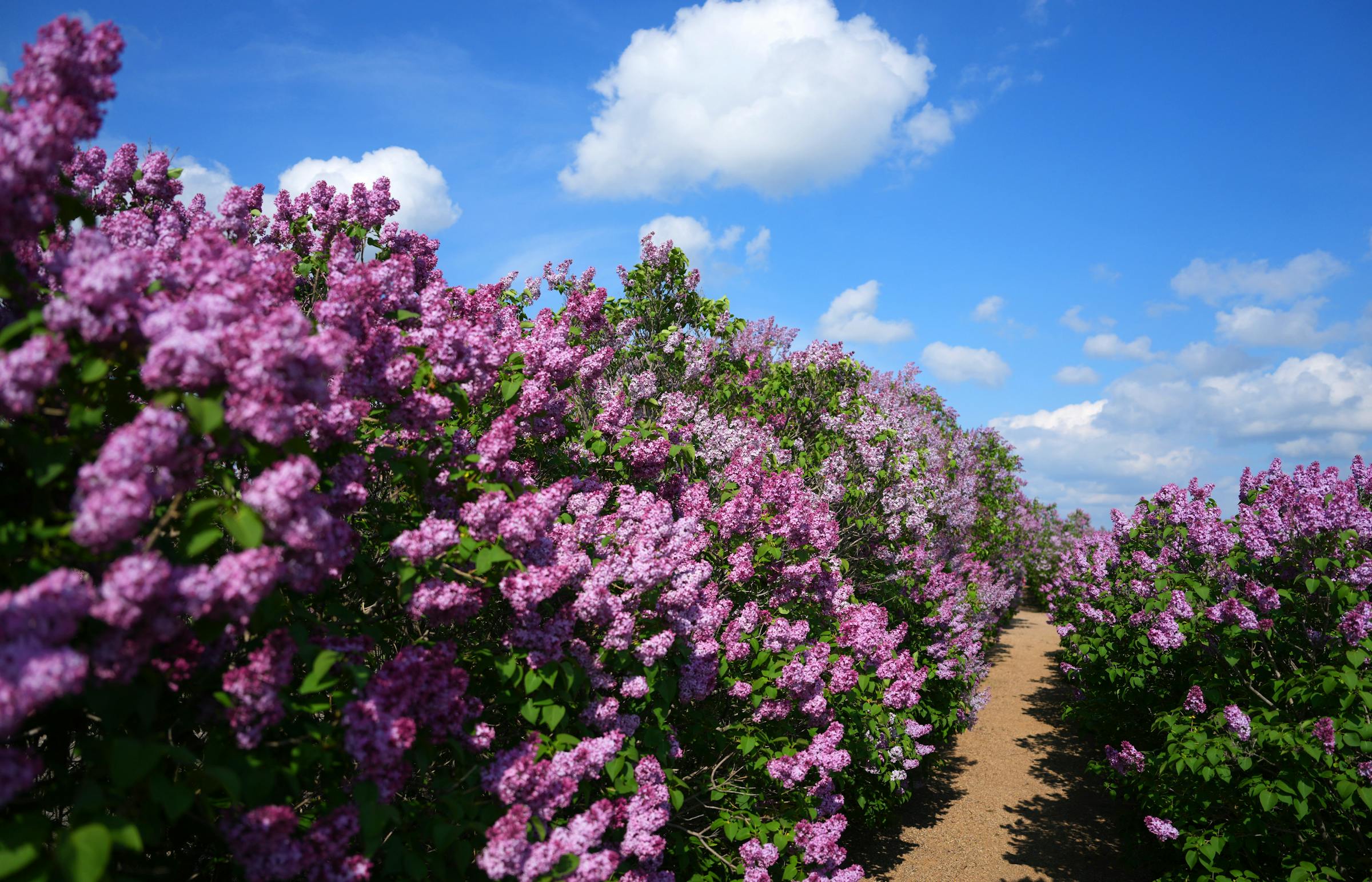 'Lilac labyrinth' near Cold Spring a fragrant spring oasis