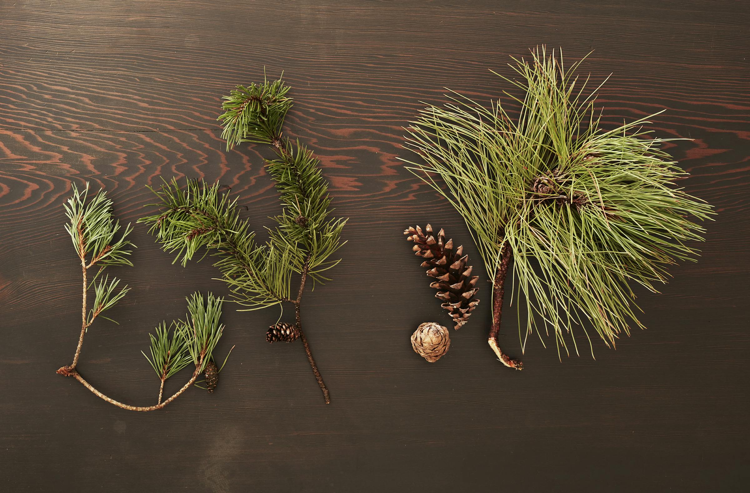 Minnesota's native pine trees produce beautiful cones for seeds and crafts