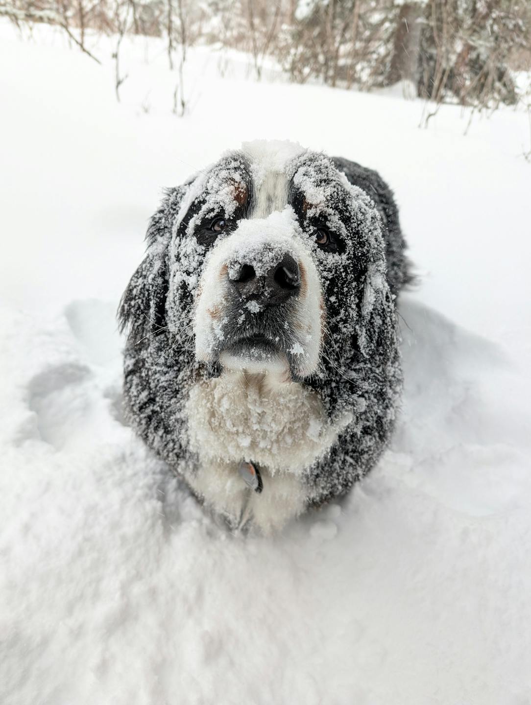 Massive snowfall on North Shore didn't break any records