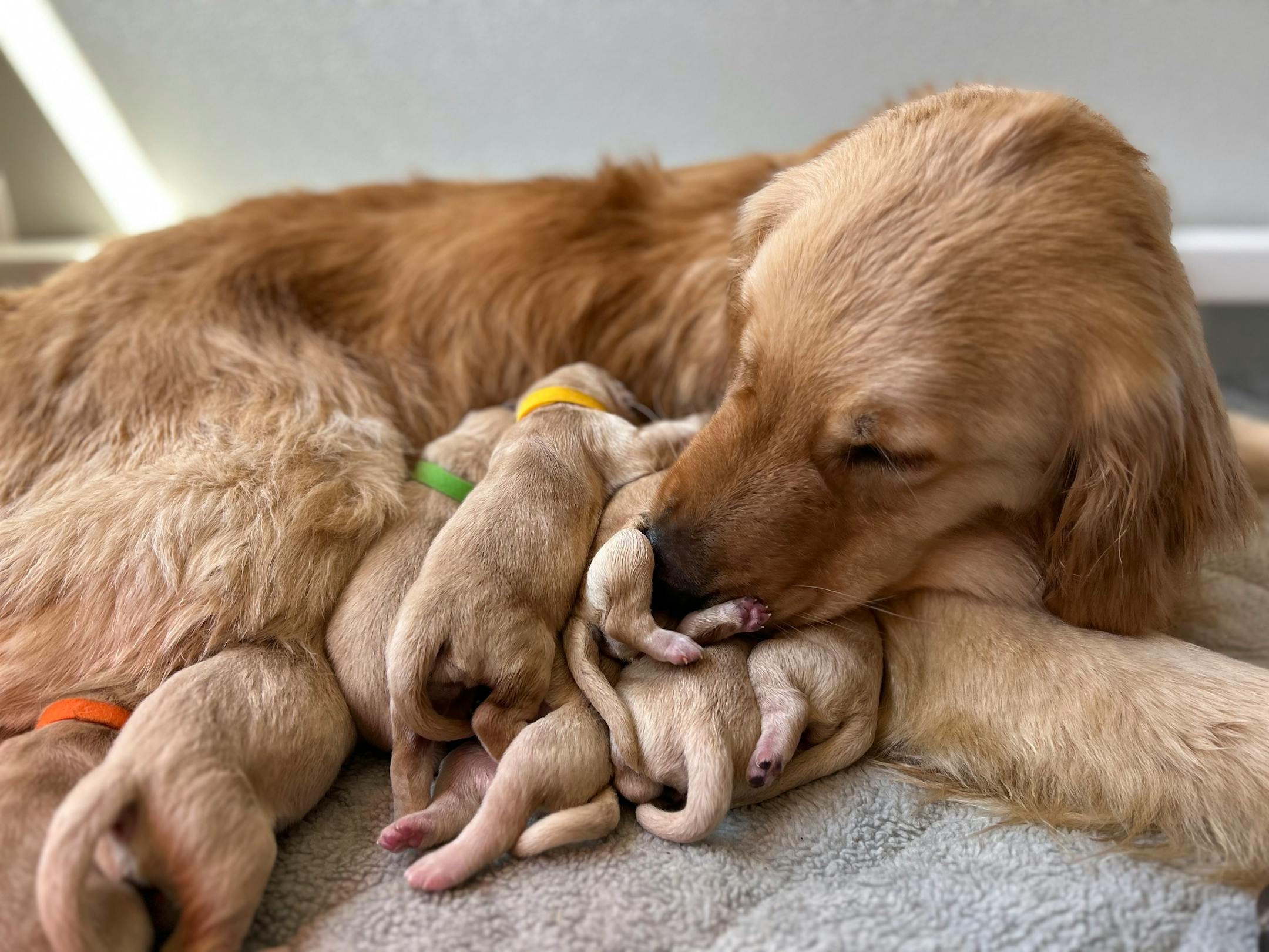 In honor of the Hortmans' dog Gilbert, litter of puppies trained in ...