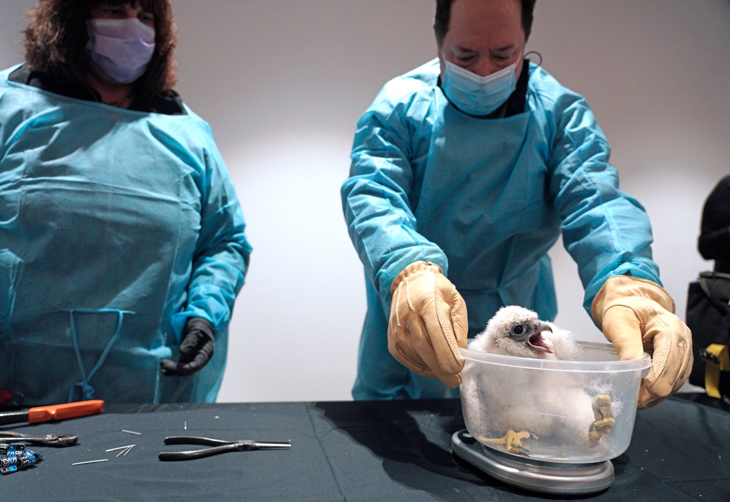 Young peregrine falcons learn to fly over Mayo Clinic in Rochester