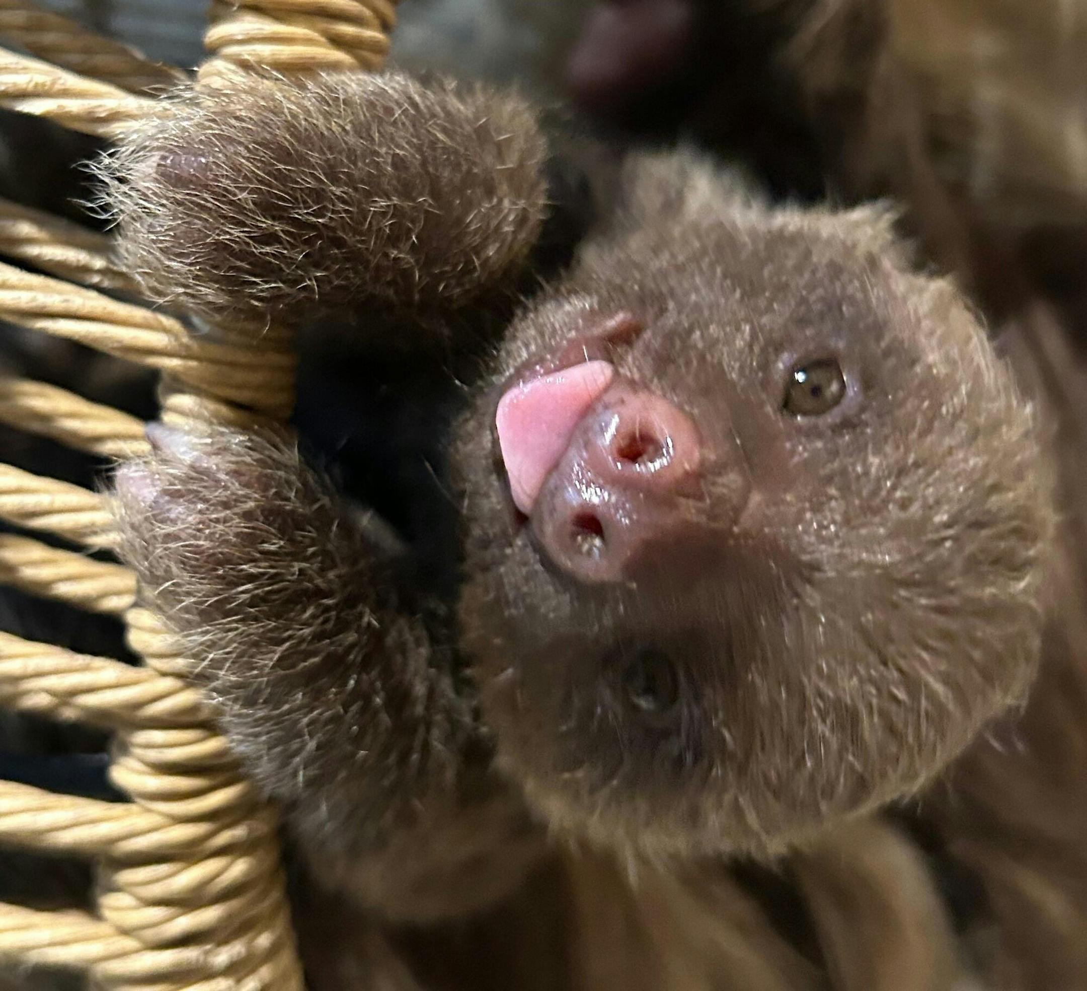 St. Paul's Como Zoo names new baby sloth