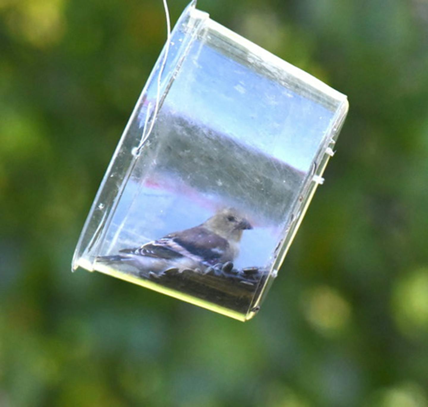 Setting up a backyard buffet for birds