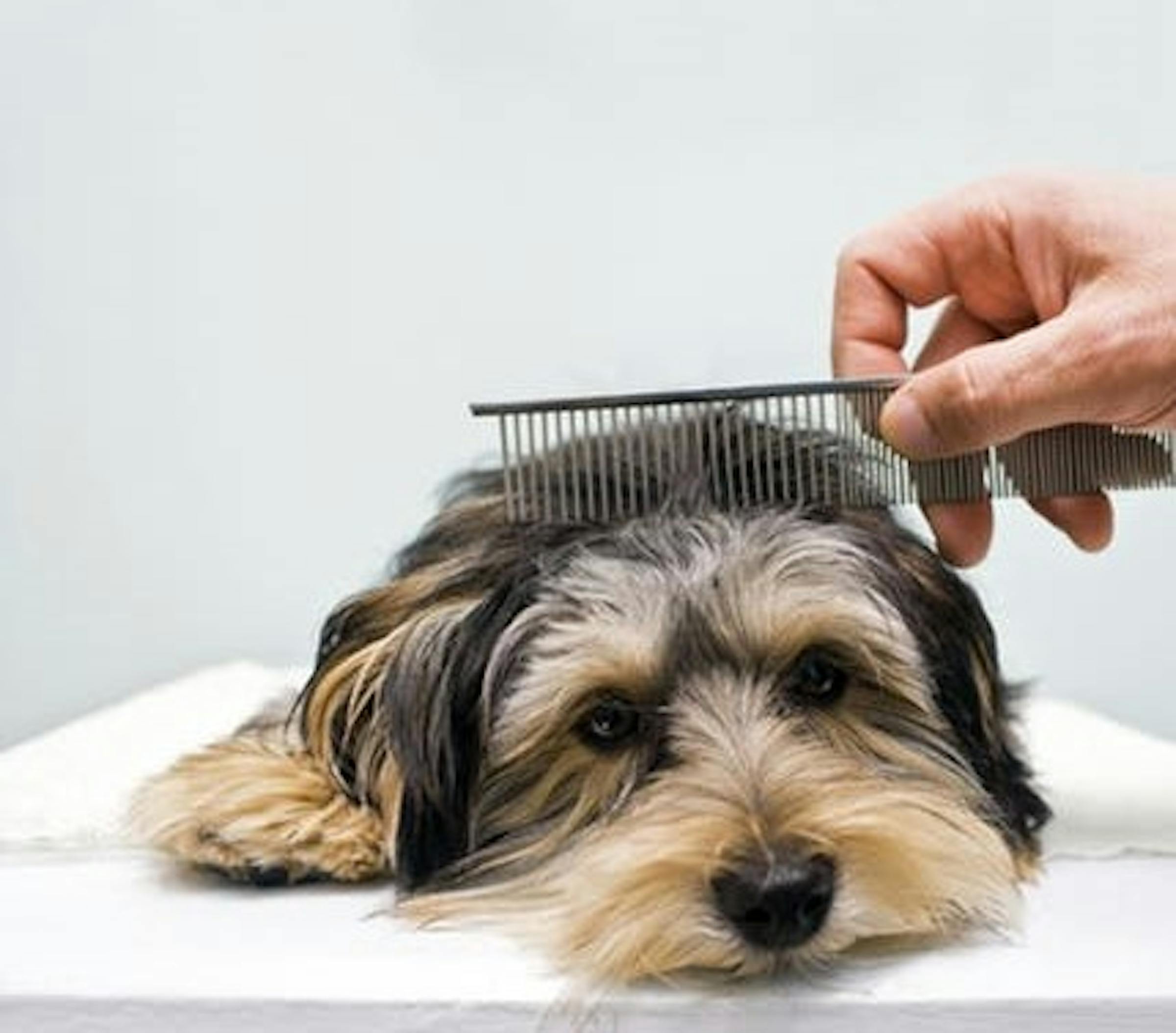 12 ways to cope with your dog's copious shedding