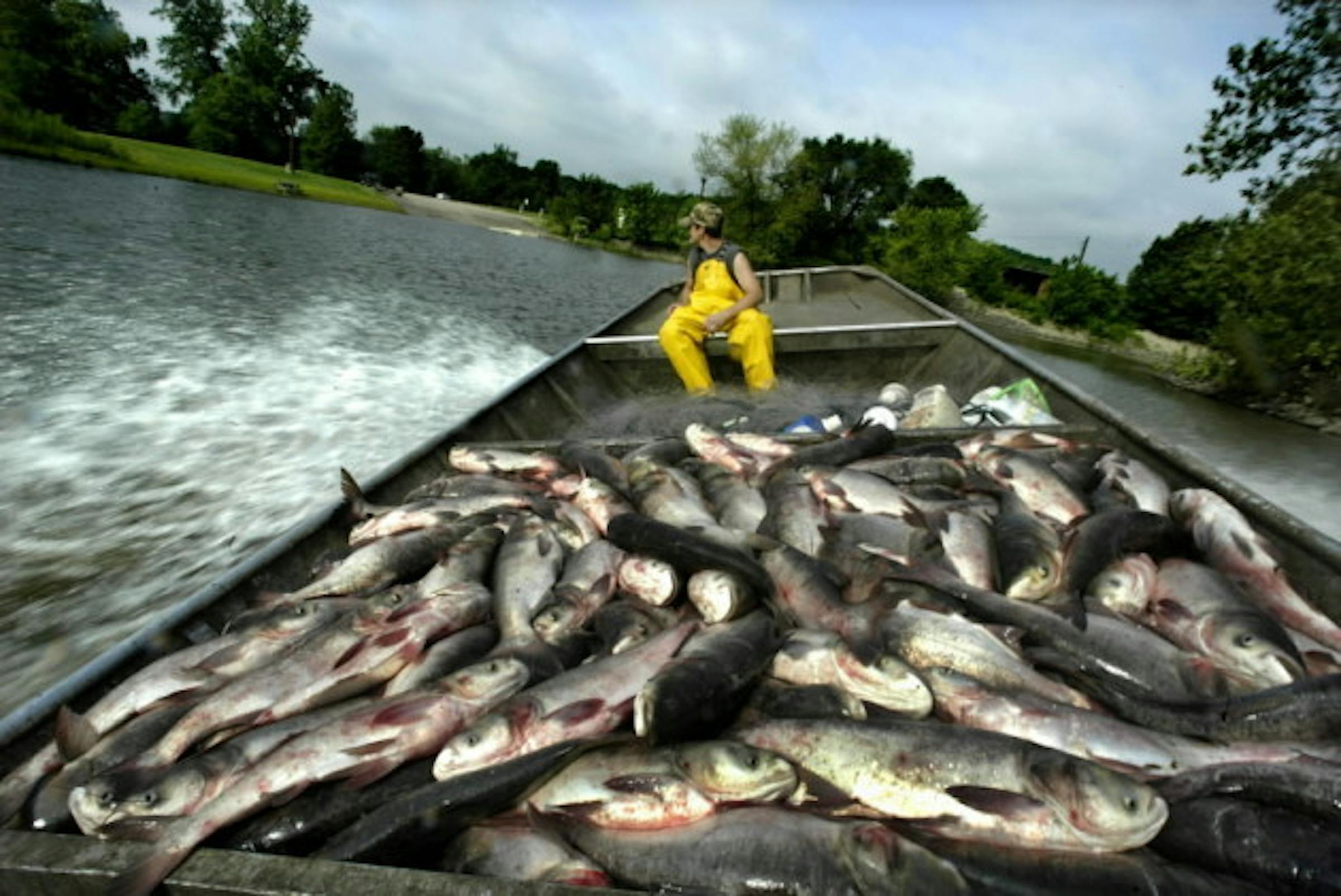 A world view of Asian carp