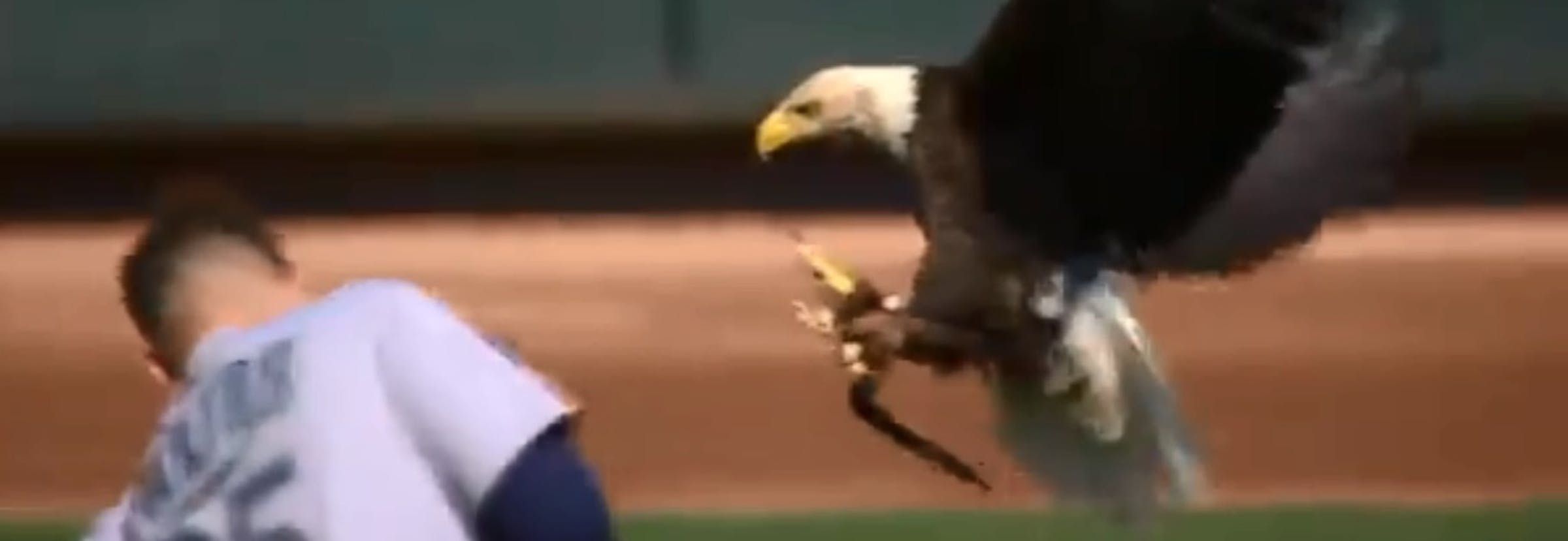 Fly, eagle, fly! Bald eagle takes detour, lands on Seattle pitcher Paxton
