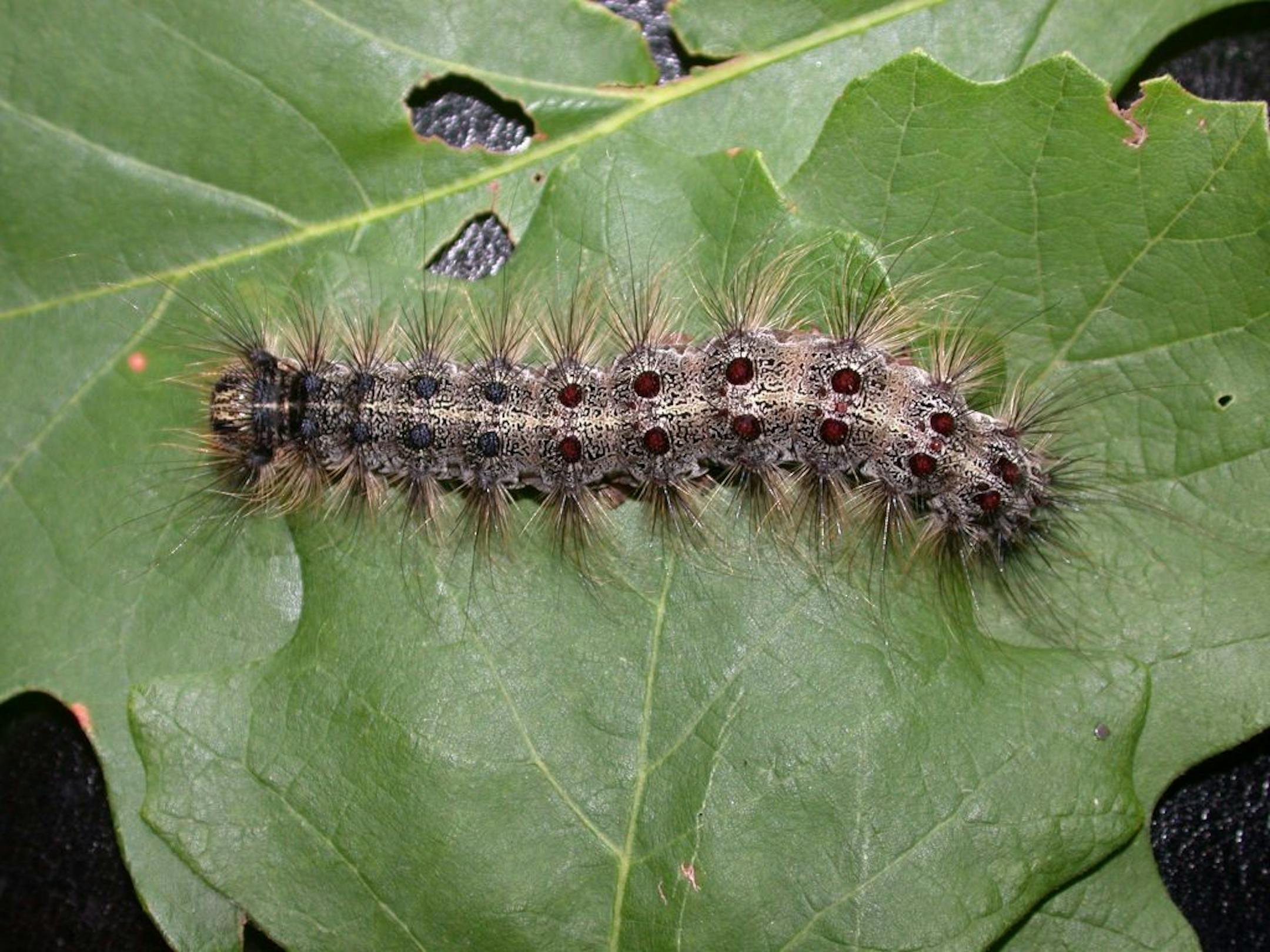 Minnesota plans large spray area for spongy moths, also known as gypsy ...