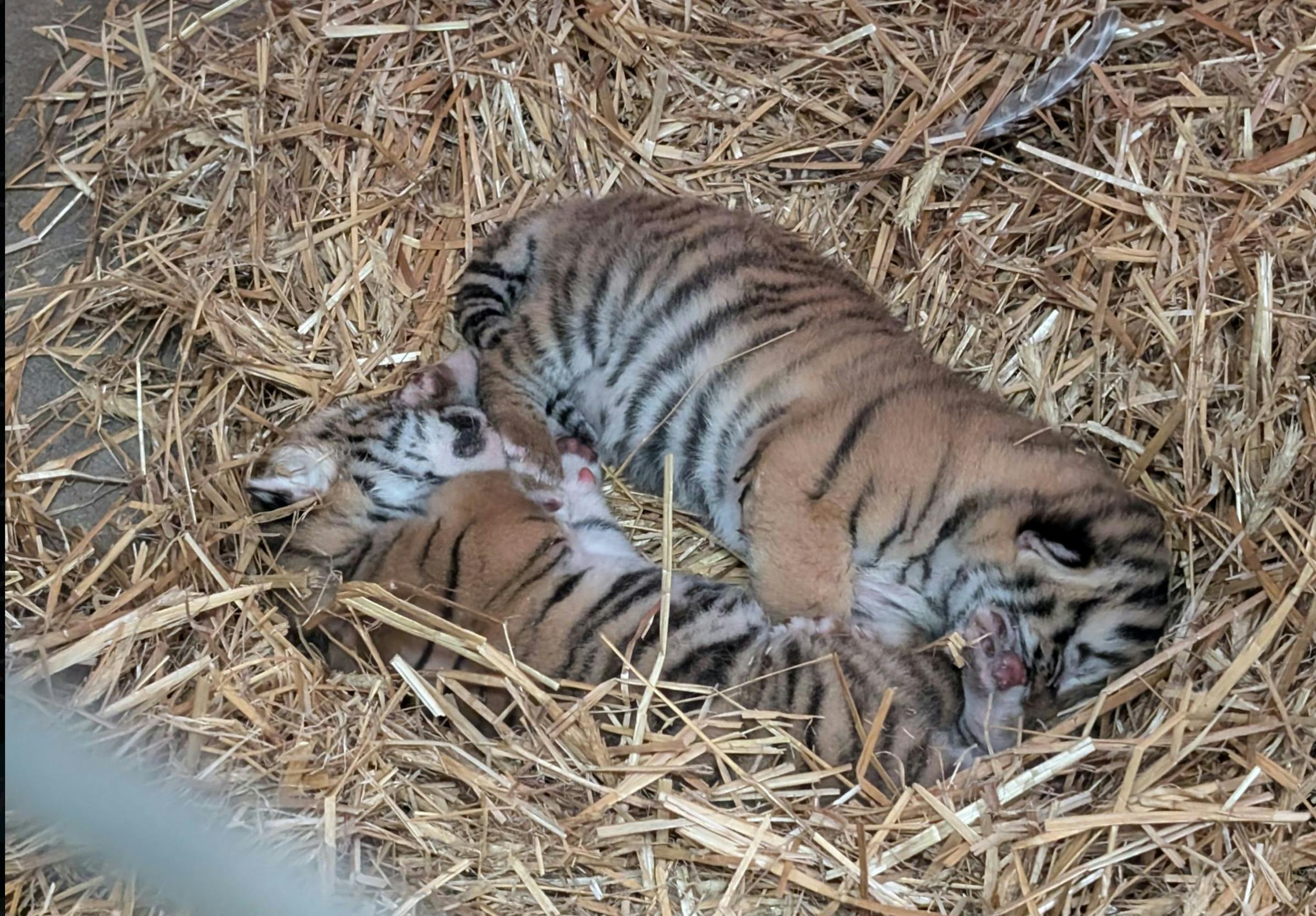Twin Amur tigers are first to be born at Como Zoo in more than 40 years