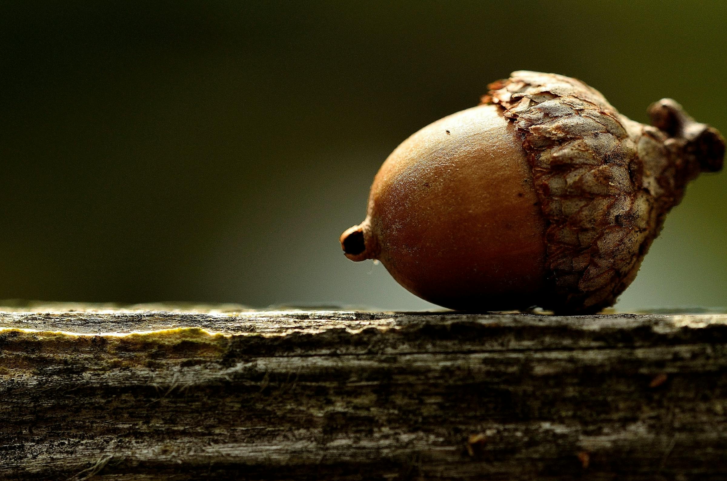 Nature Notes: Little acorn keeps on giving