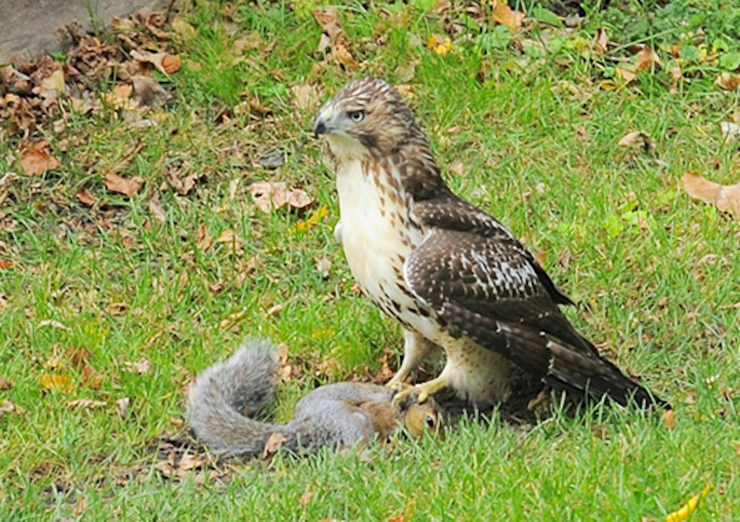 Hawk catches and kills squirrel
