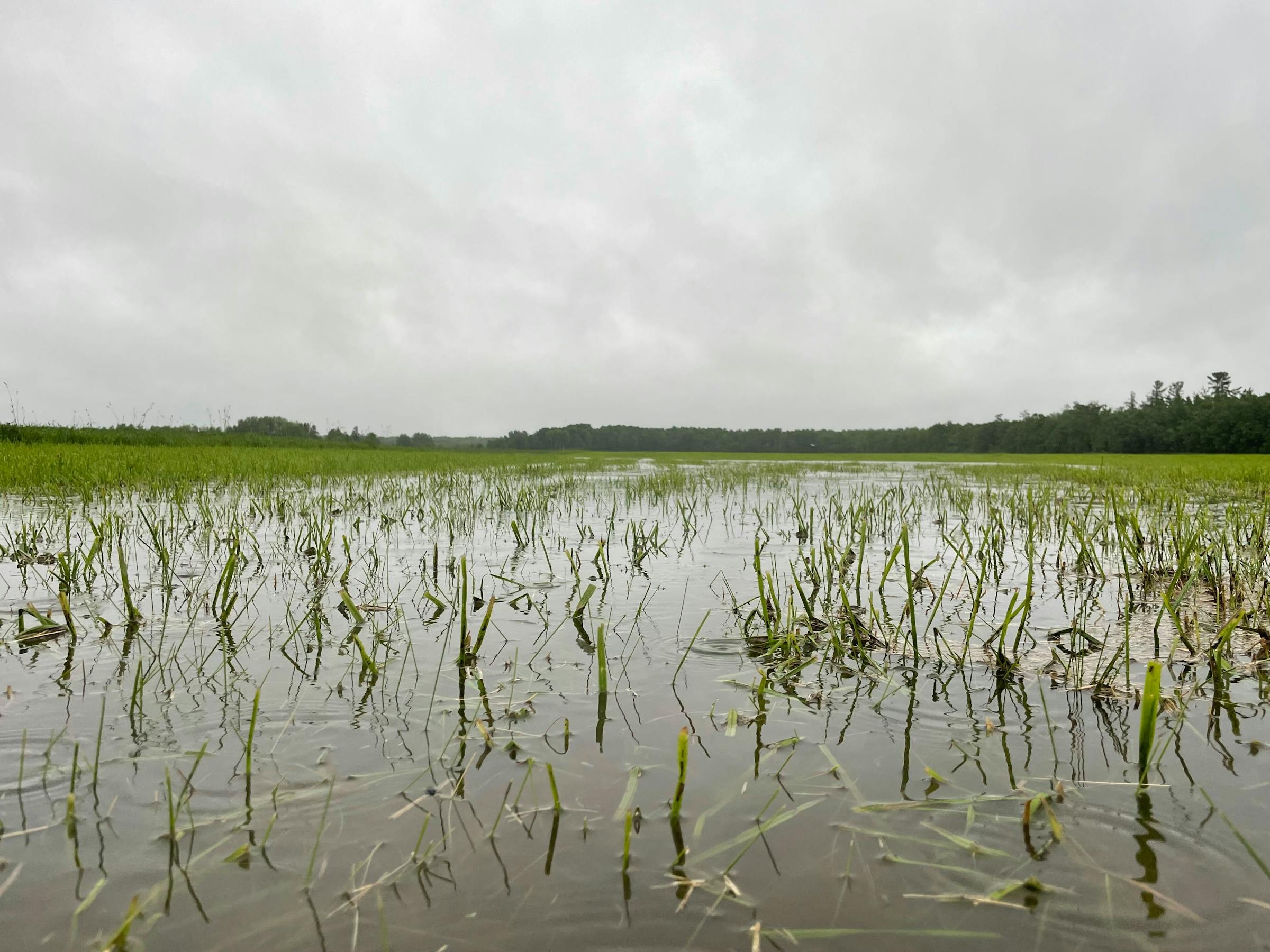 Minnesota farm fields are waterlogged, complicating growth