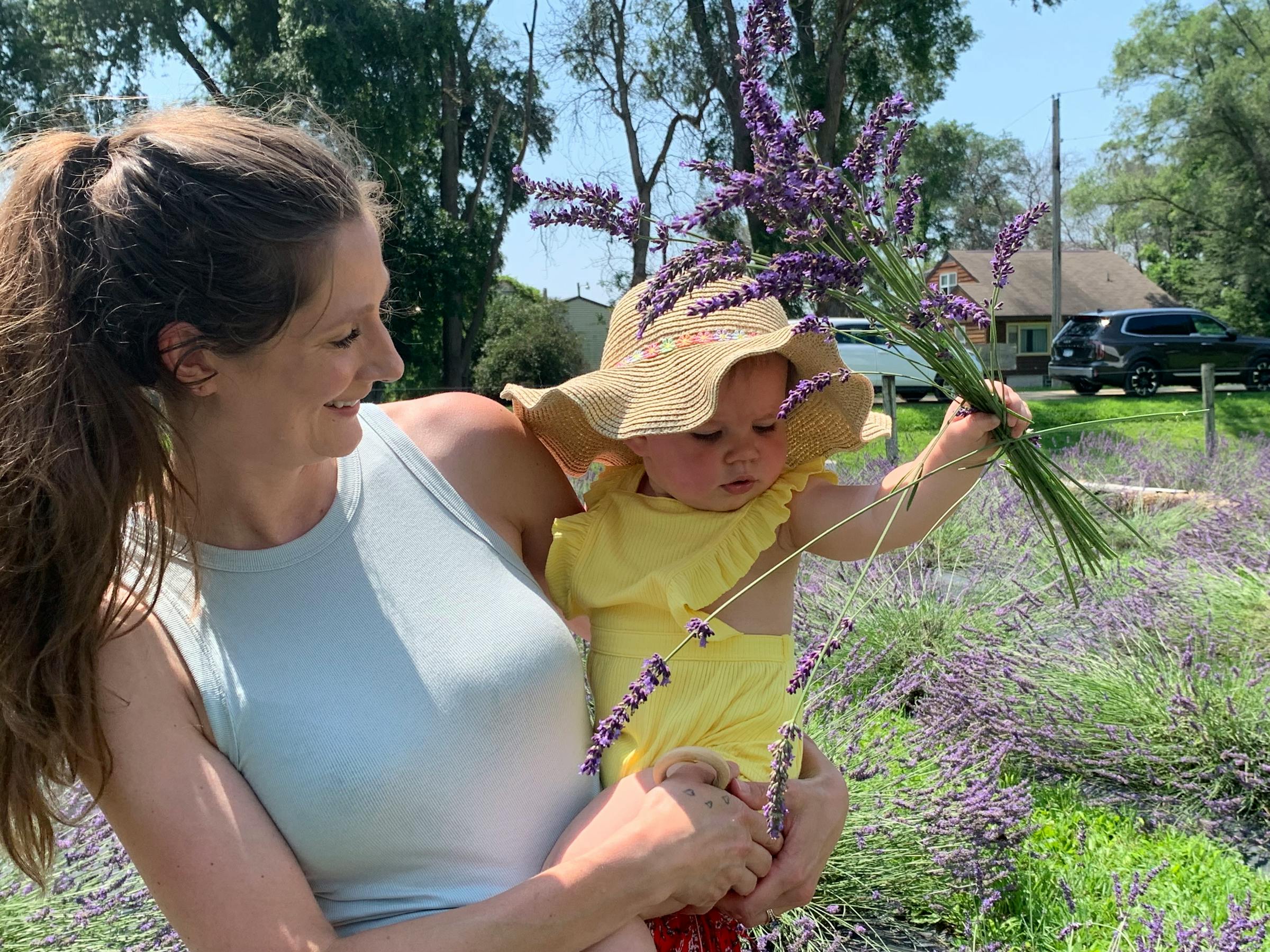 Lavender farms find a home in Minnesota