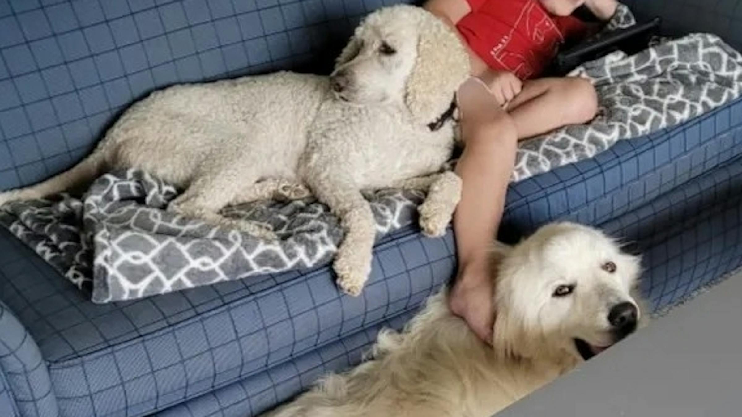 Chatfield, MN, man charged with shooting neighbors' two dogs