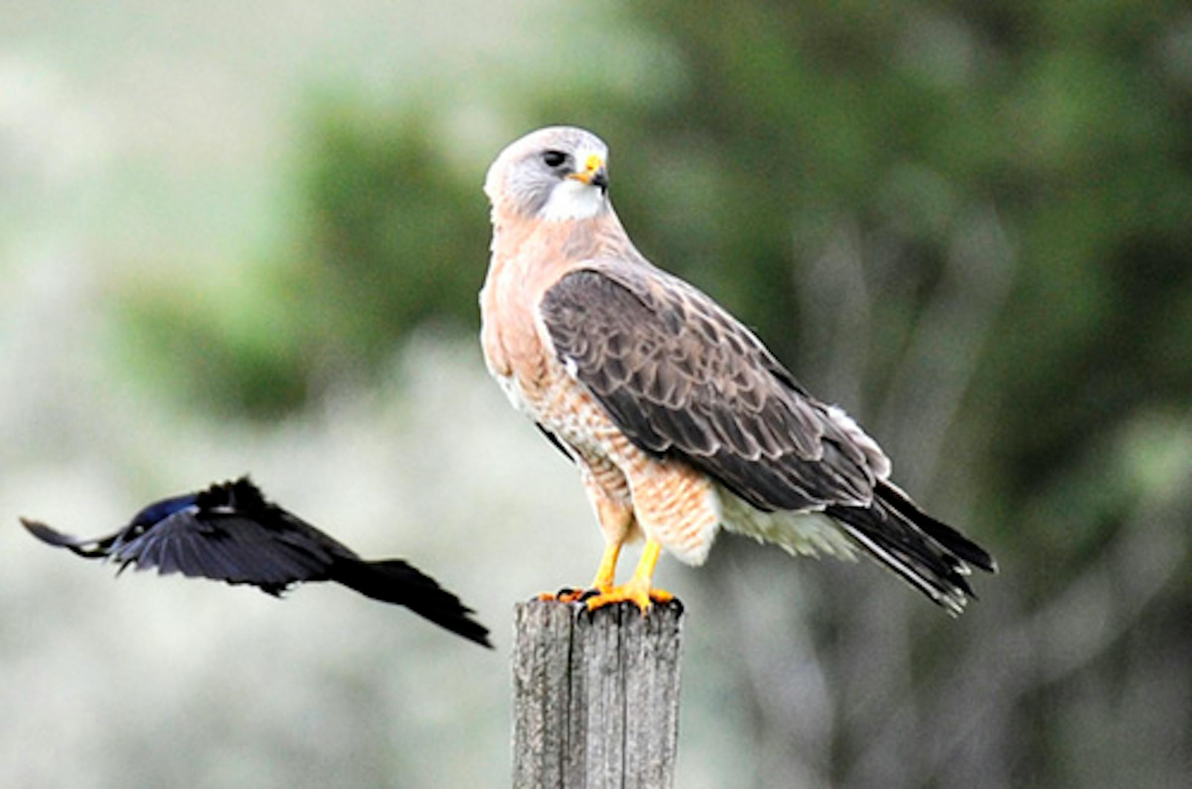 Raptor colors vary light to dark
