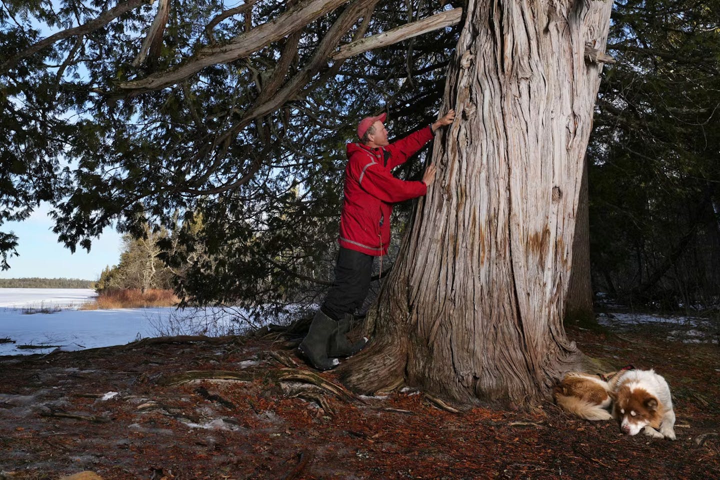 This is one of Minnesota's oldest trees. Climate change coul