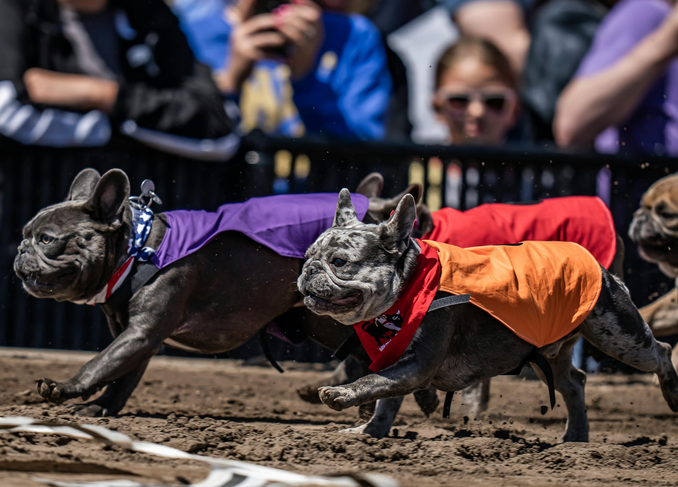 Dogs — from bulldogs to corgis — race the track at Canterbury Park