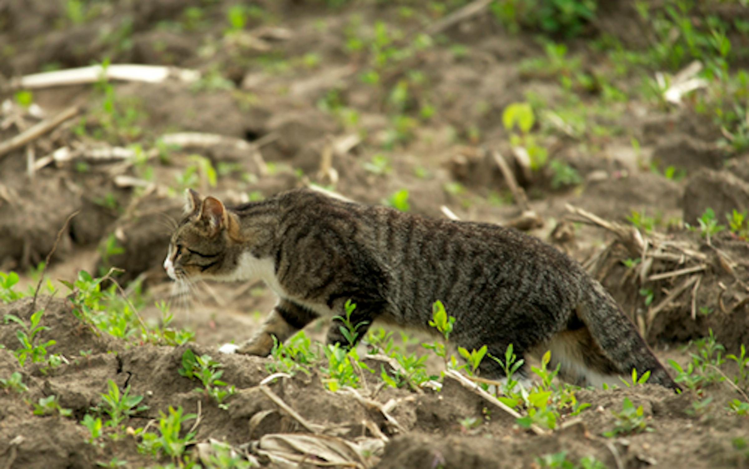 Study shows cats eat half of what they kill