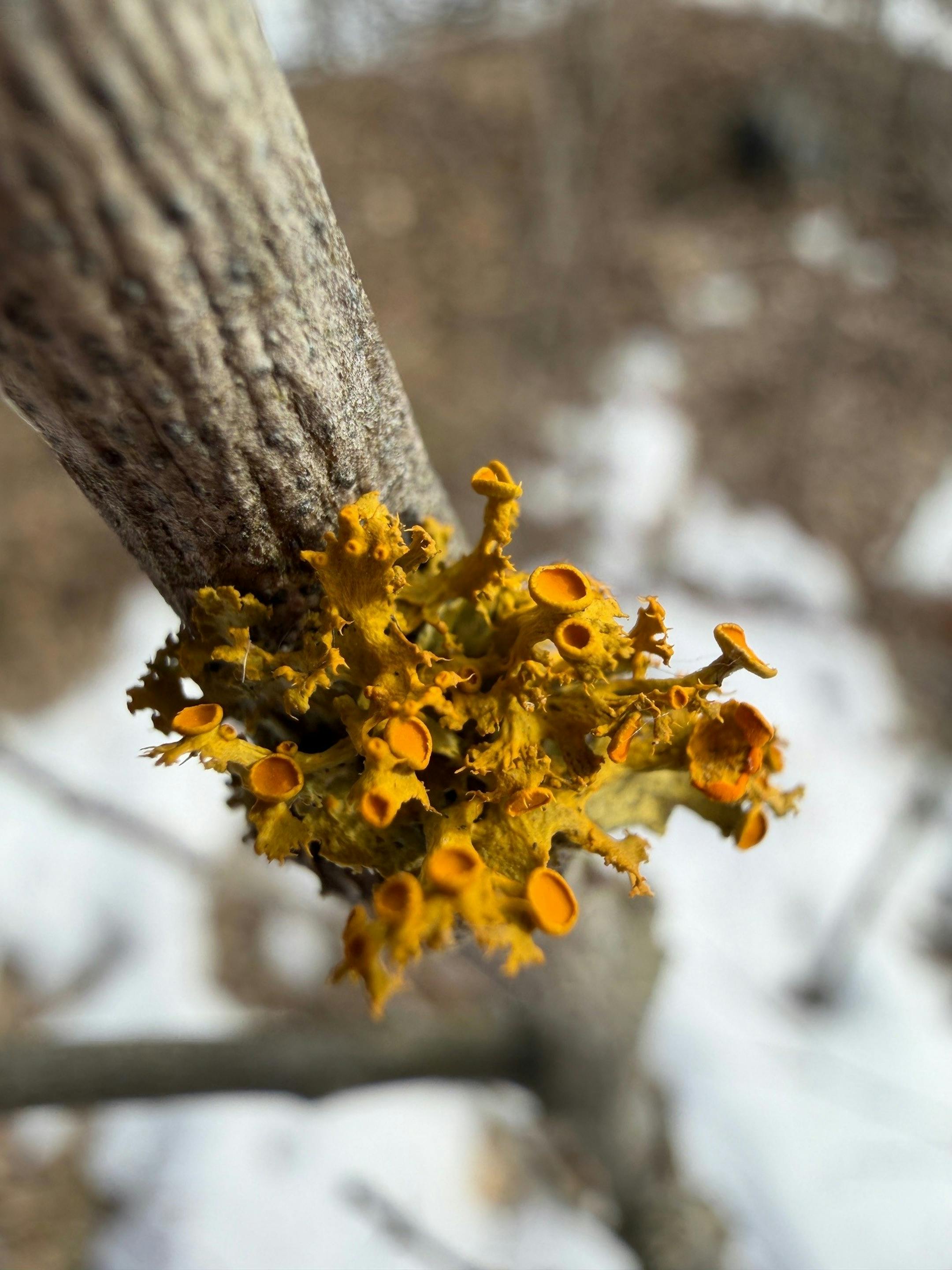 As days grow longer, orange lichen brightens the landscape