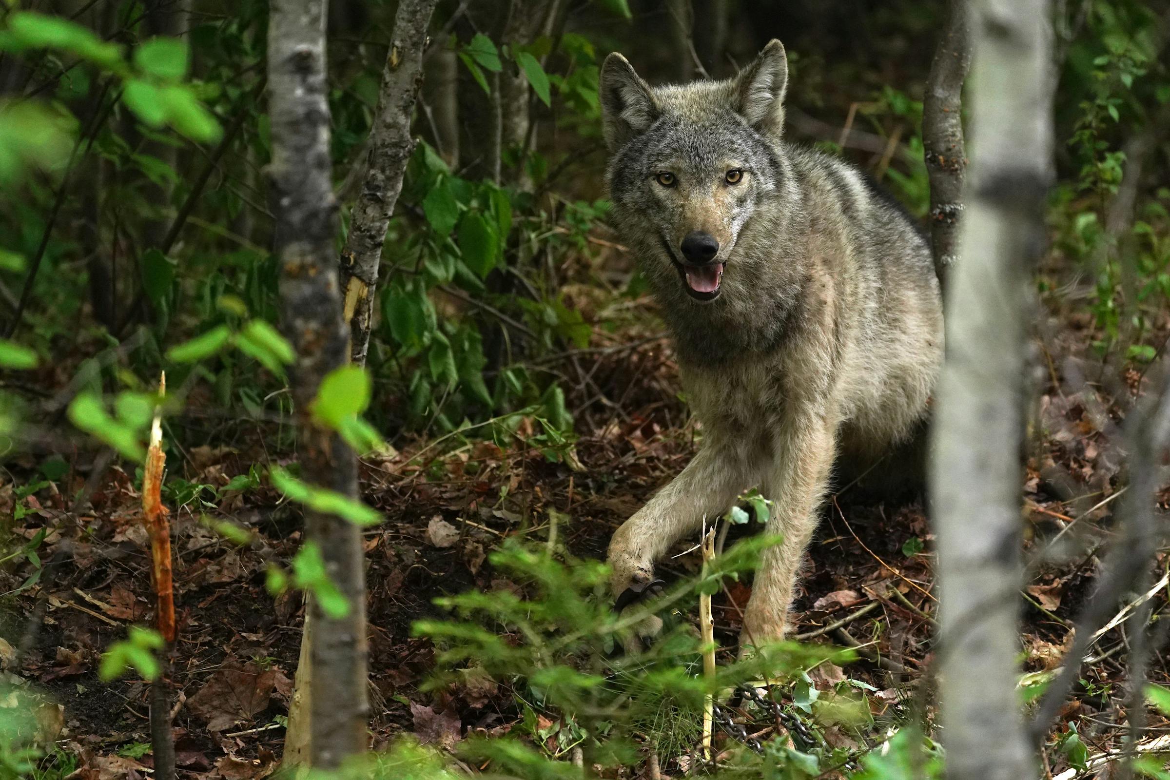 Video of wolf killing deer in northern Minnesota becomes political fodder