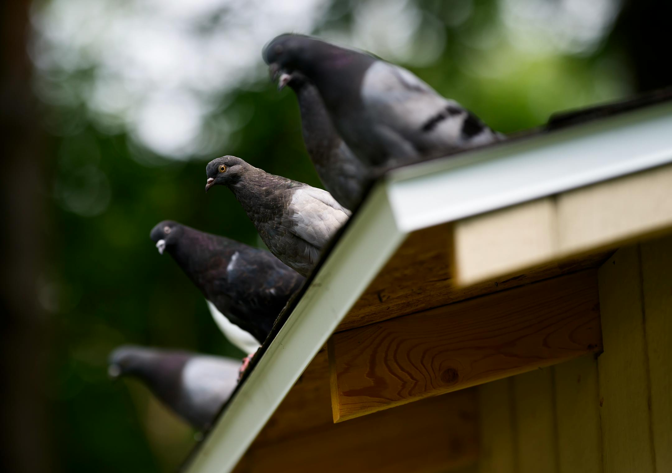 Orono adopts new bird rules after bid to help Ukrainian refugees