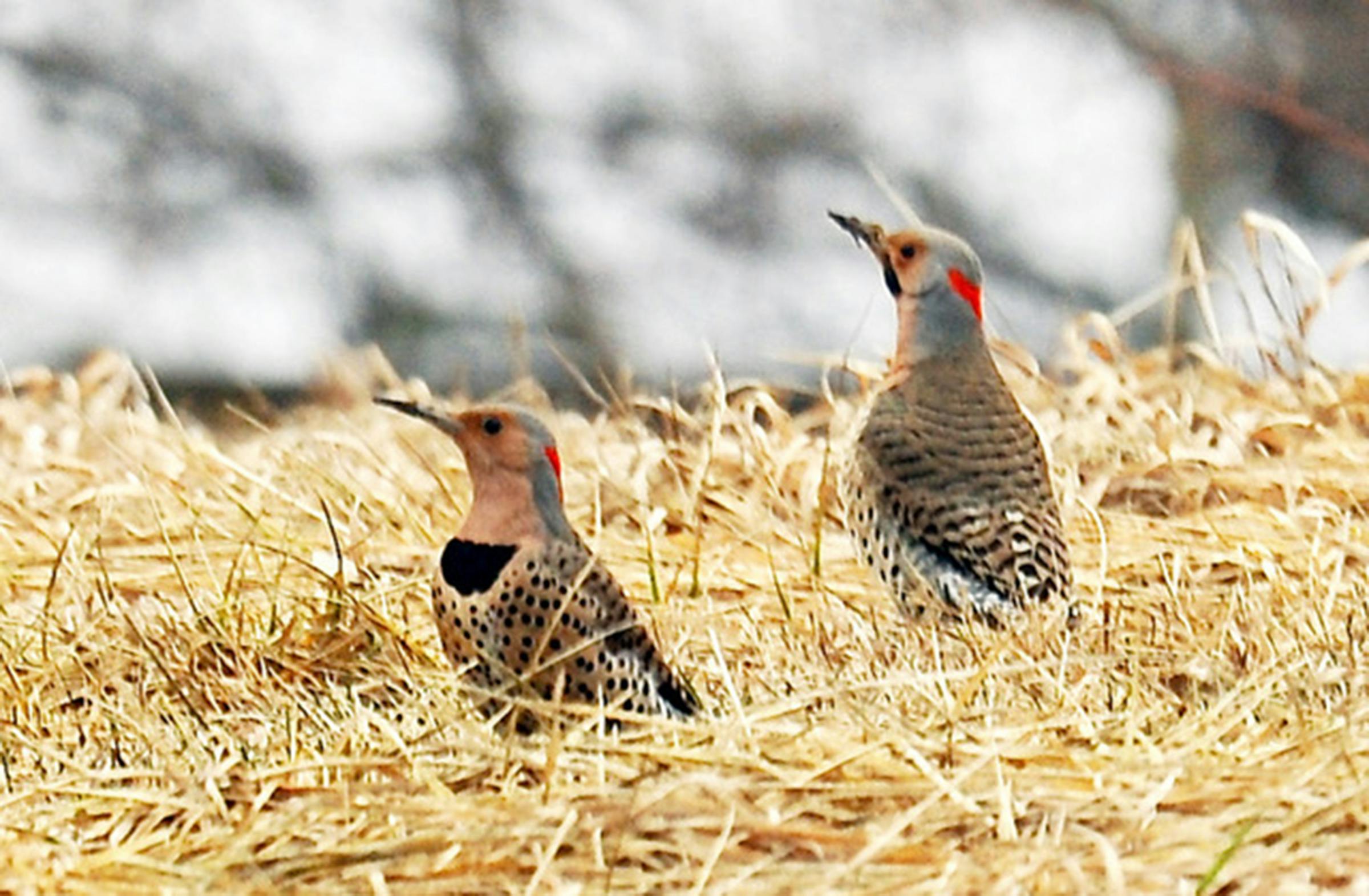 Why do flickers act so wacky?