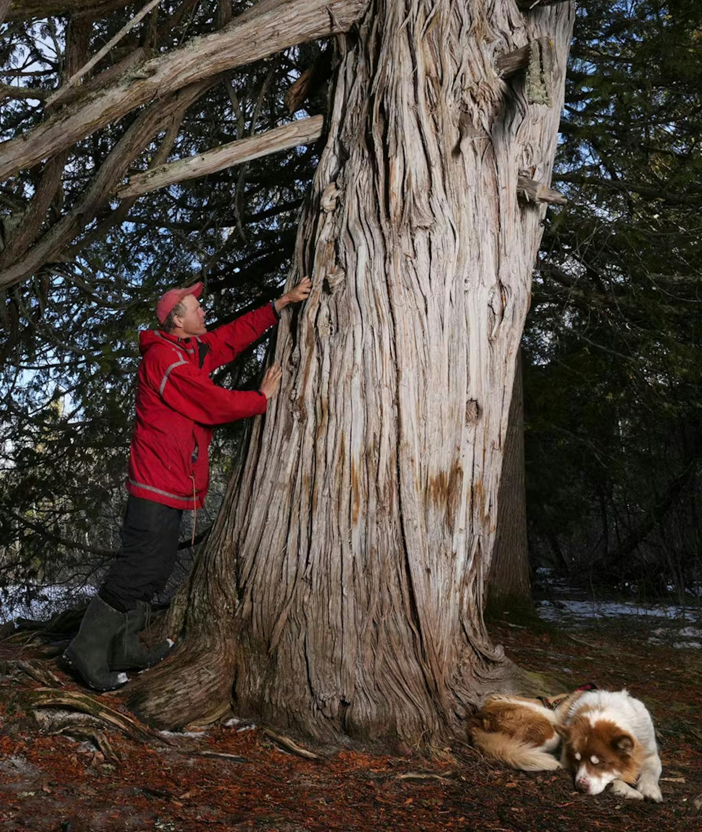 This is one of Minnesota's oldest trees. Climate change could kill it.