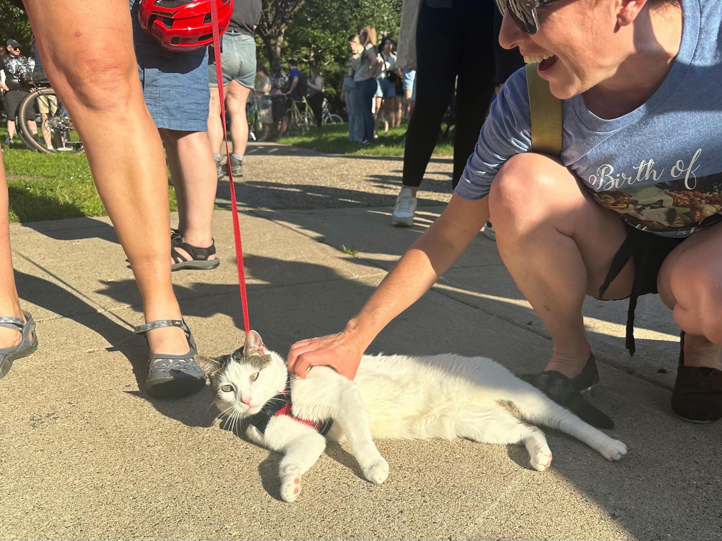 Minneapolis Wedge’s ‘cat tour’ goes purrfectly again this year