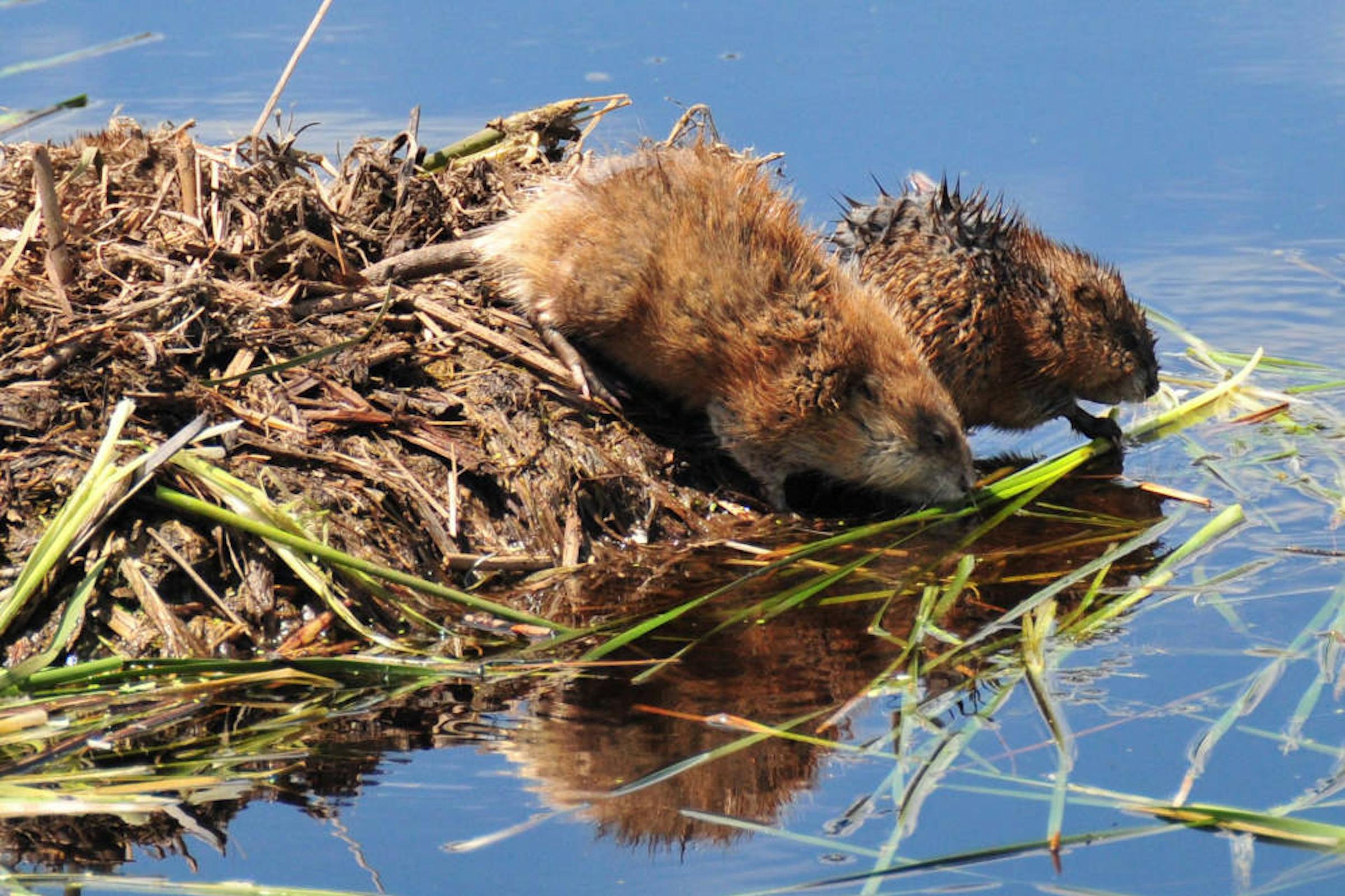 Muskrats are built to adapt and survive the elements