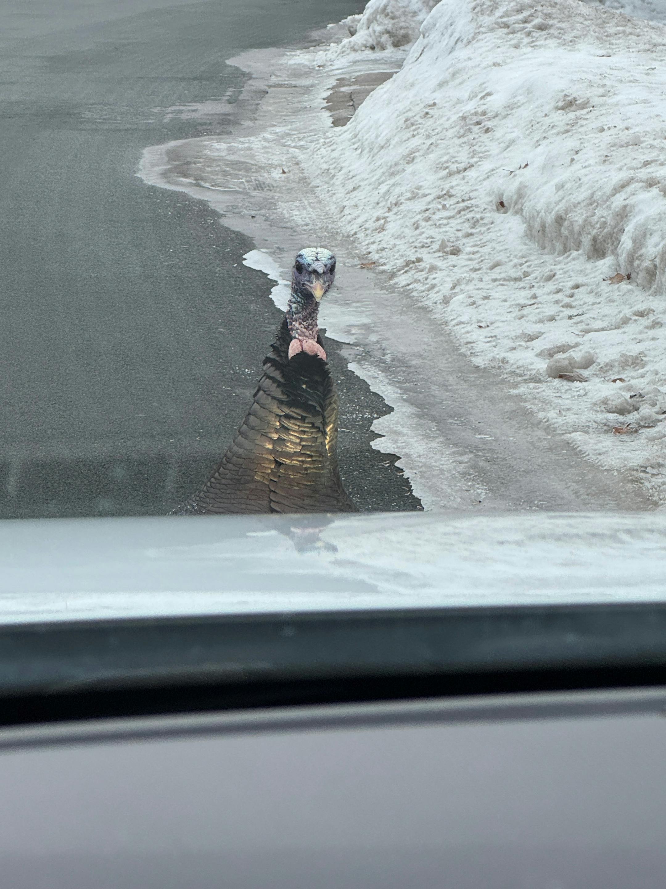 Wild turkey attacks in Twin Cities: Readers share real stories