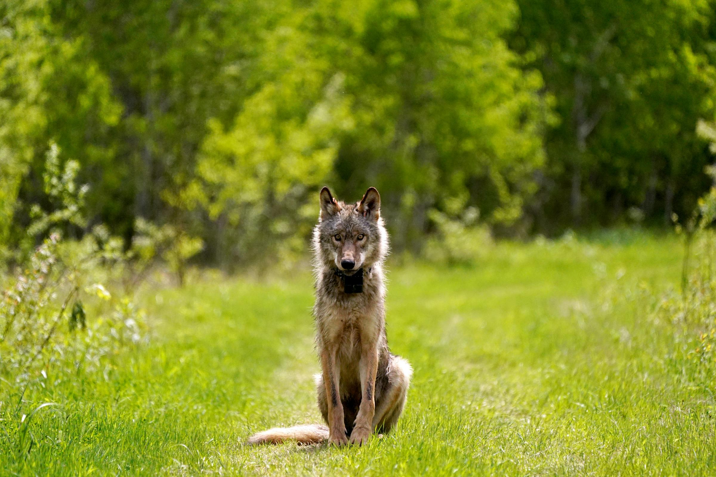 Minnesota finalizes plan to keep wolf population stable