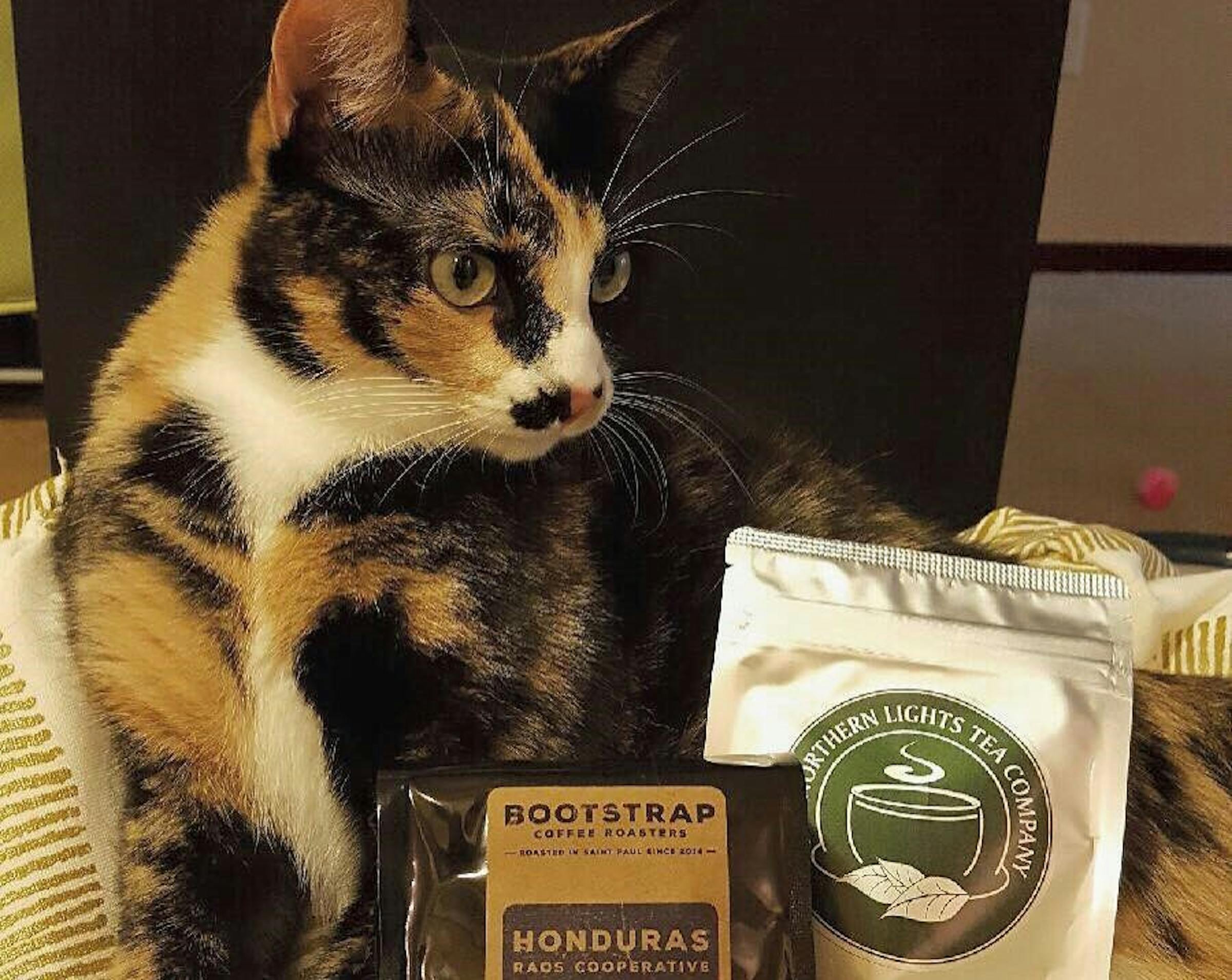 Minnesota's first 'cat cafe' signs a lease in Uptown Minneapolis