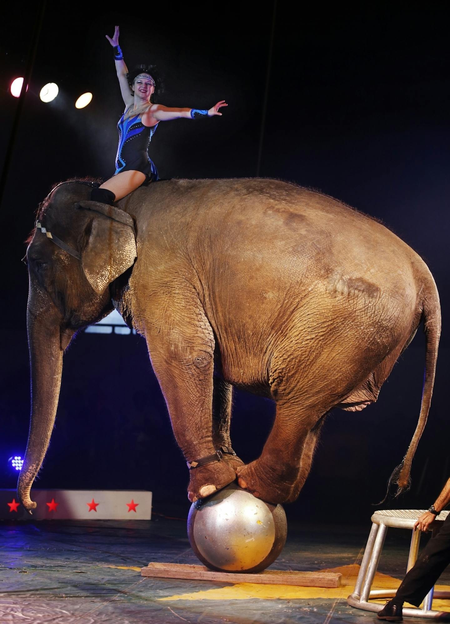 Circus Animal Acts
