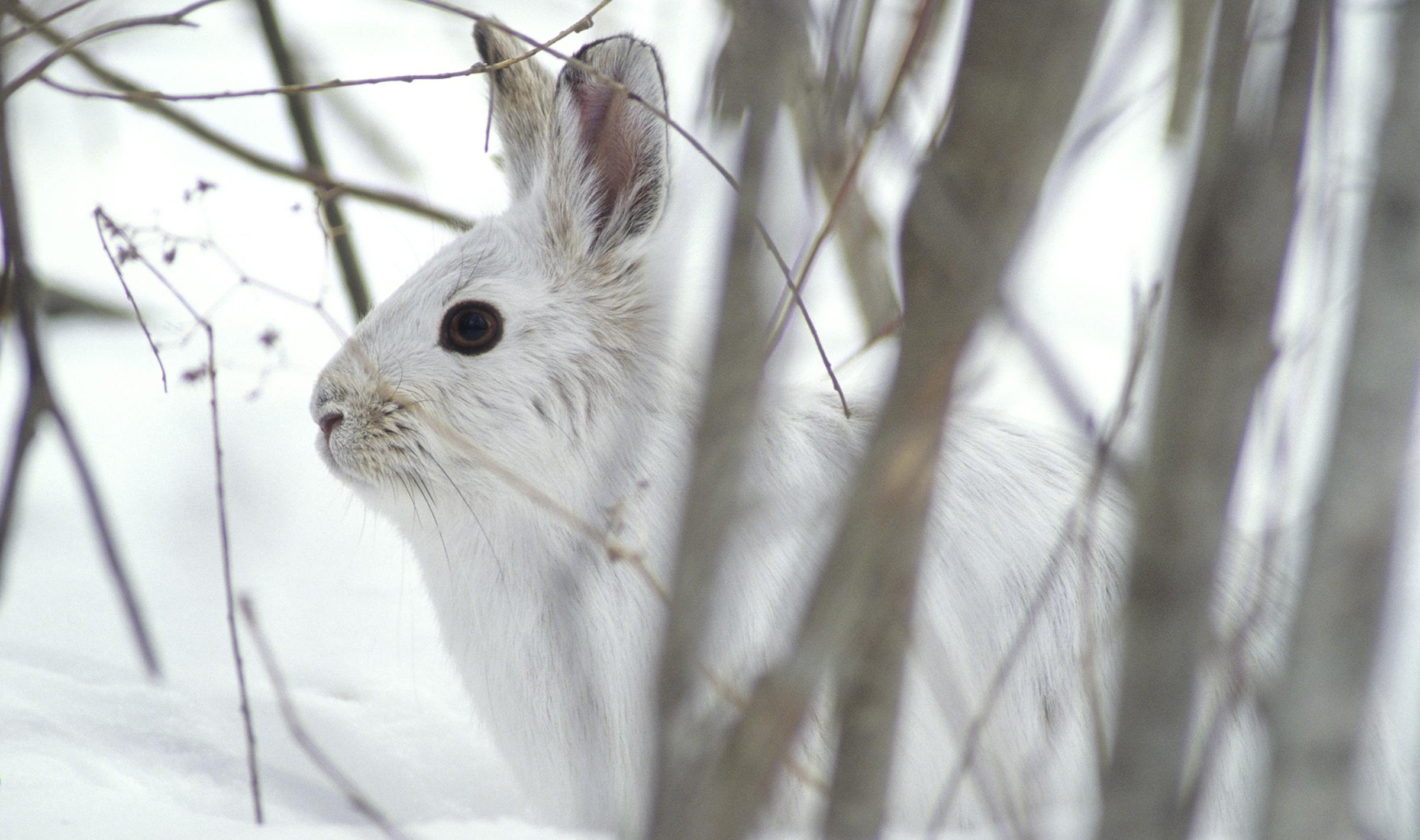 How to ... hunt for rabbits and hares during winter