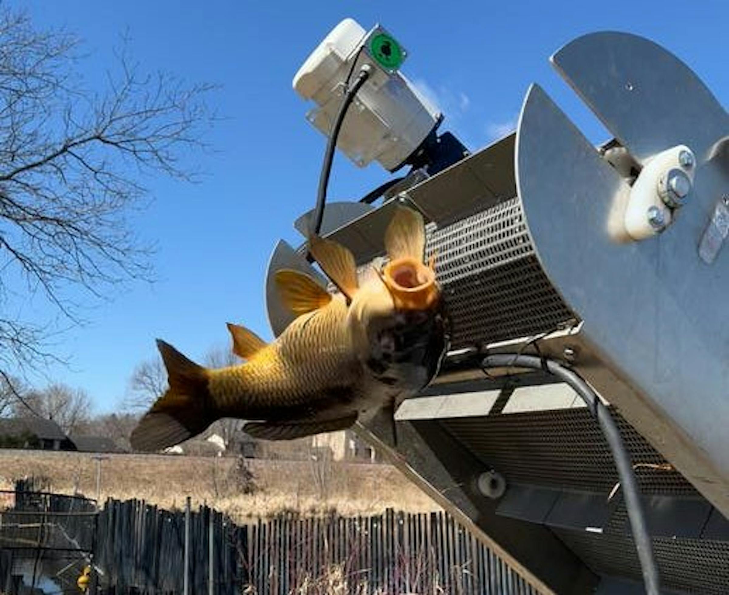 Scientists design new way to remove invasive carp from Rice Creek