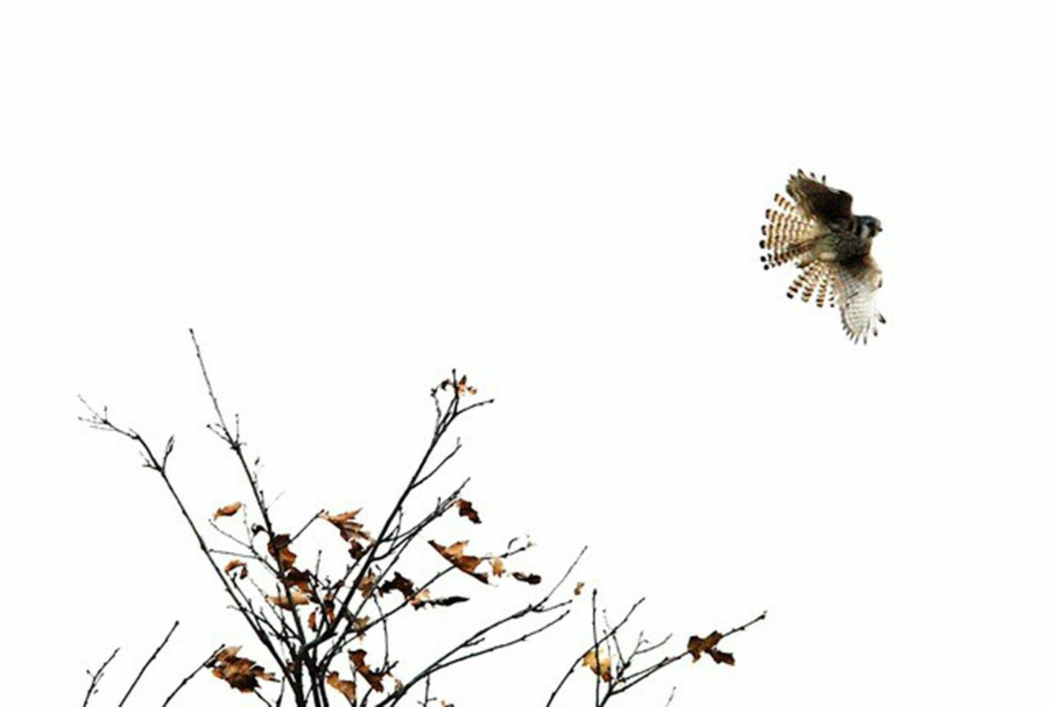Kestrel numbers are dropping