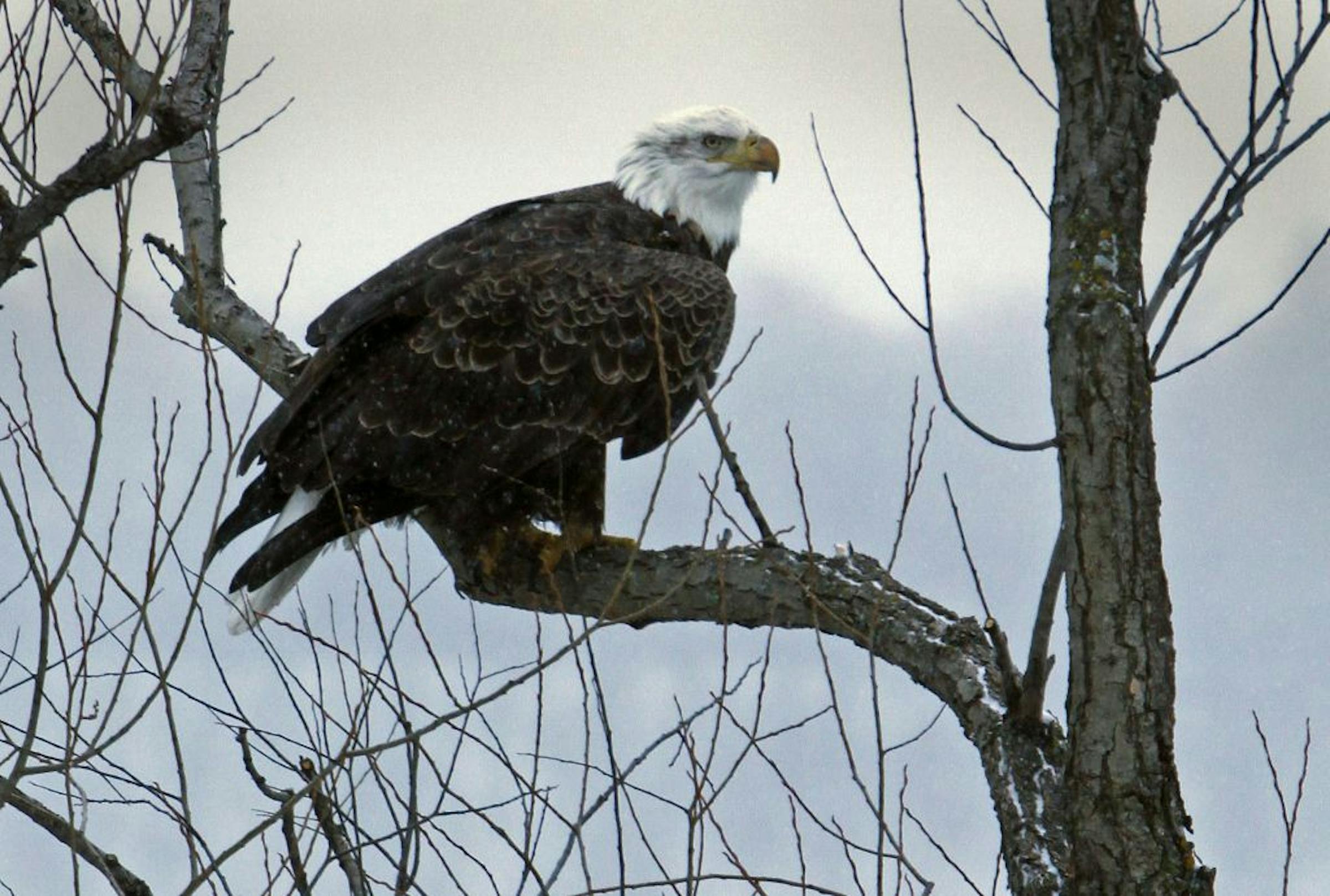 Feds decide Goodhue County wind project's eagle toll is OK