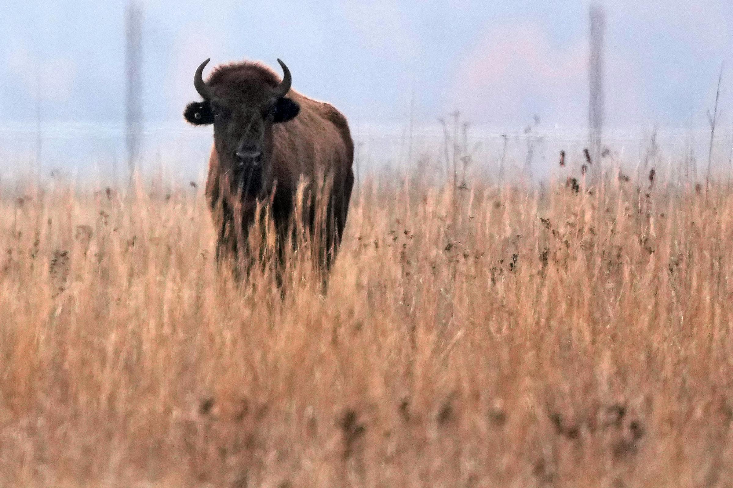 Bison herd makes a powerful return to Shakopee Mdewakanton Sioux land ...