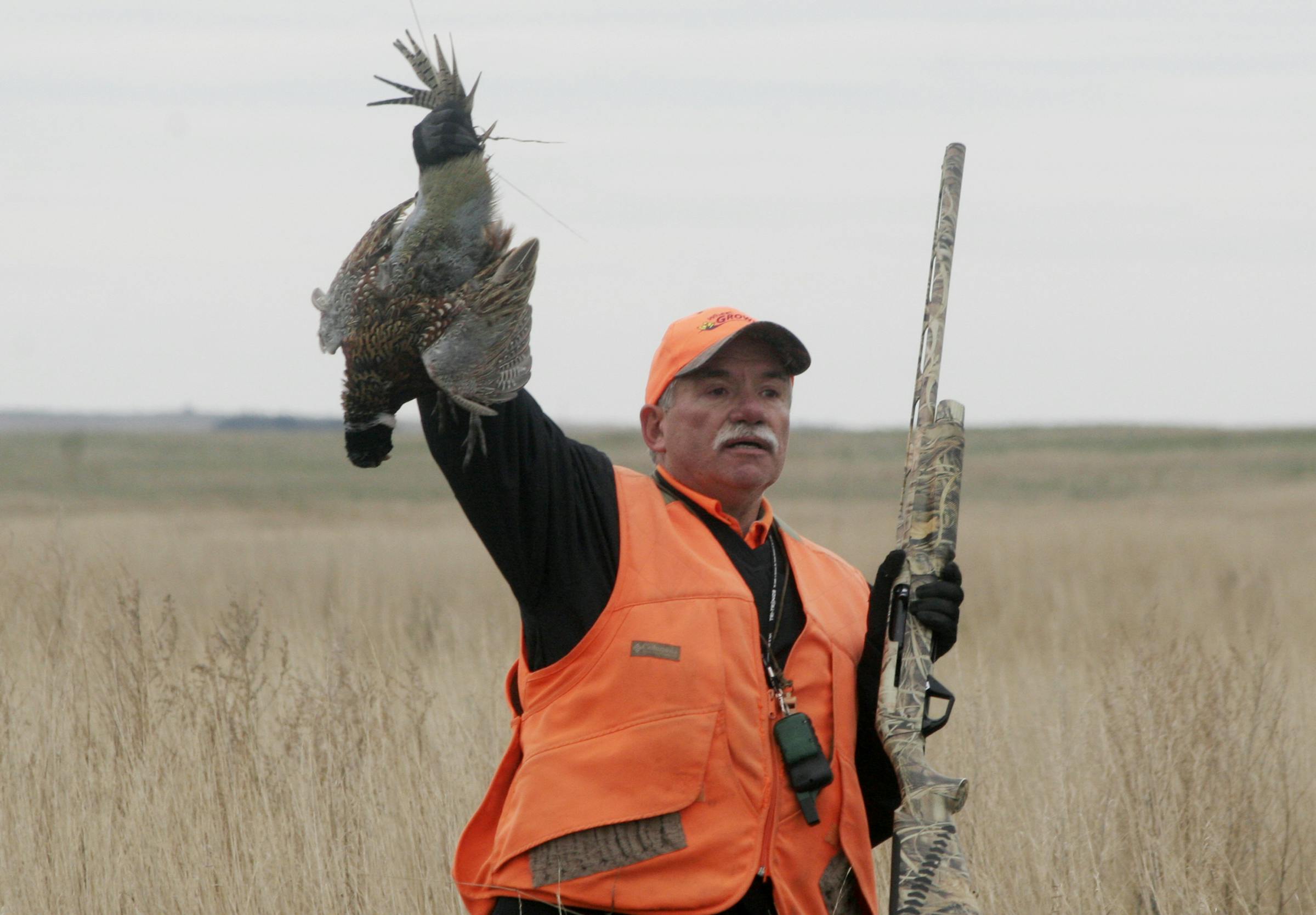 One windy day pheasant hunting in southwestern Minnesota