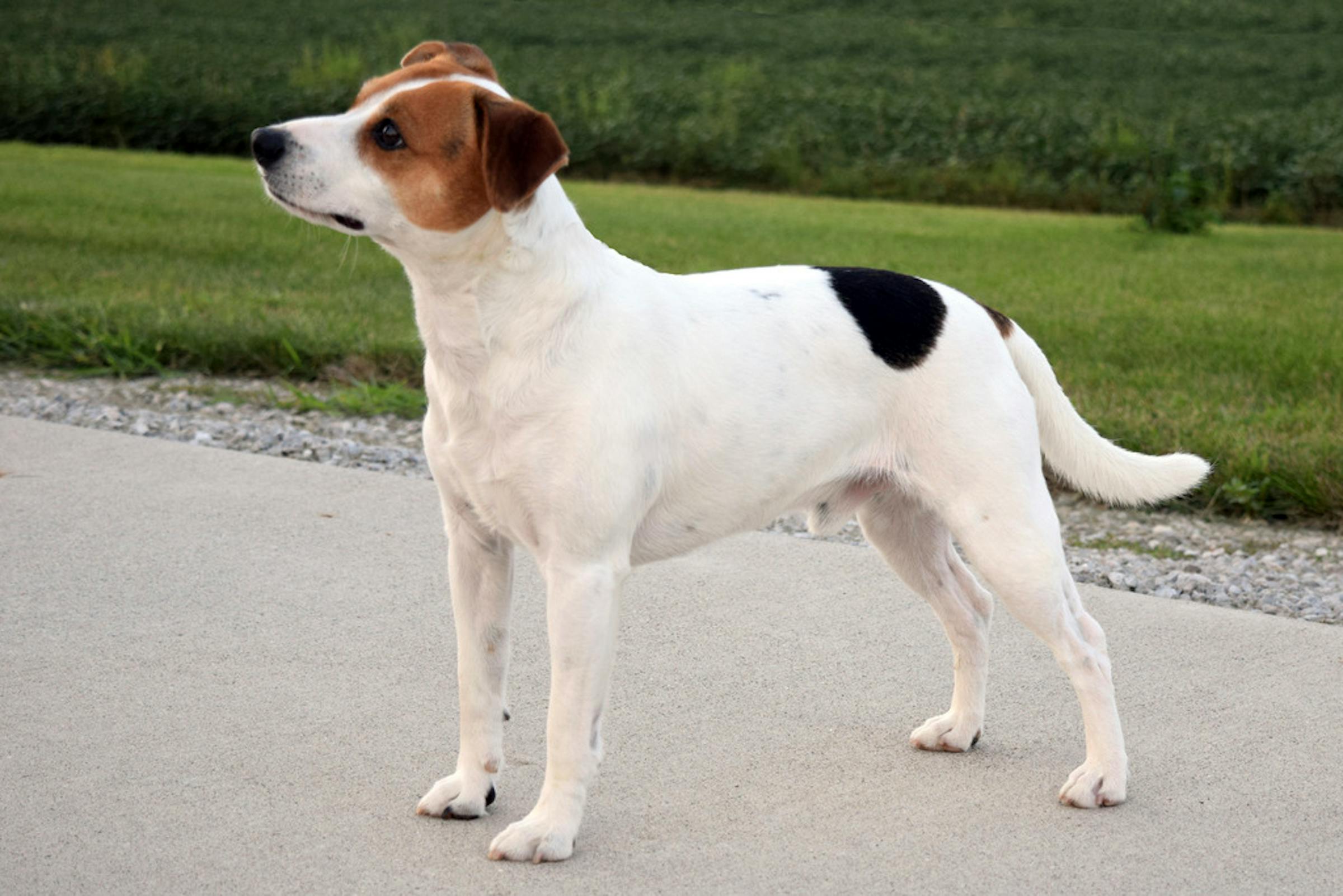 Meet the Danish-Swedish farmdog, the newest breed in the American ...
